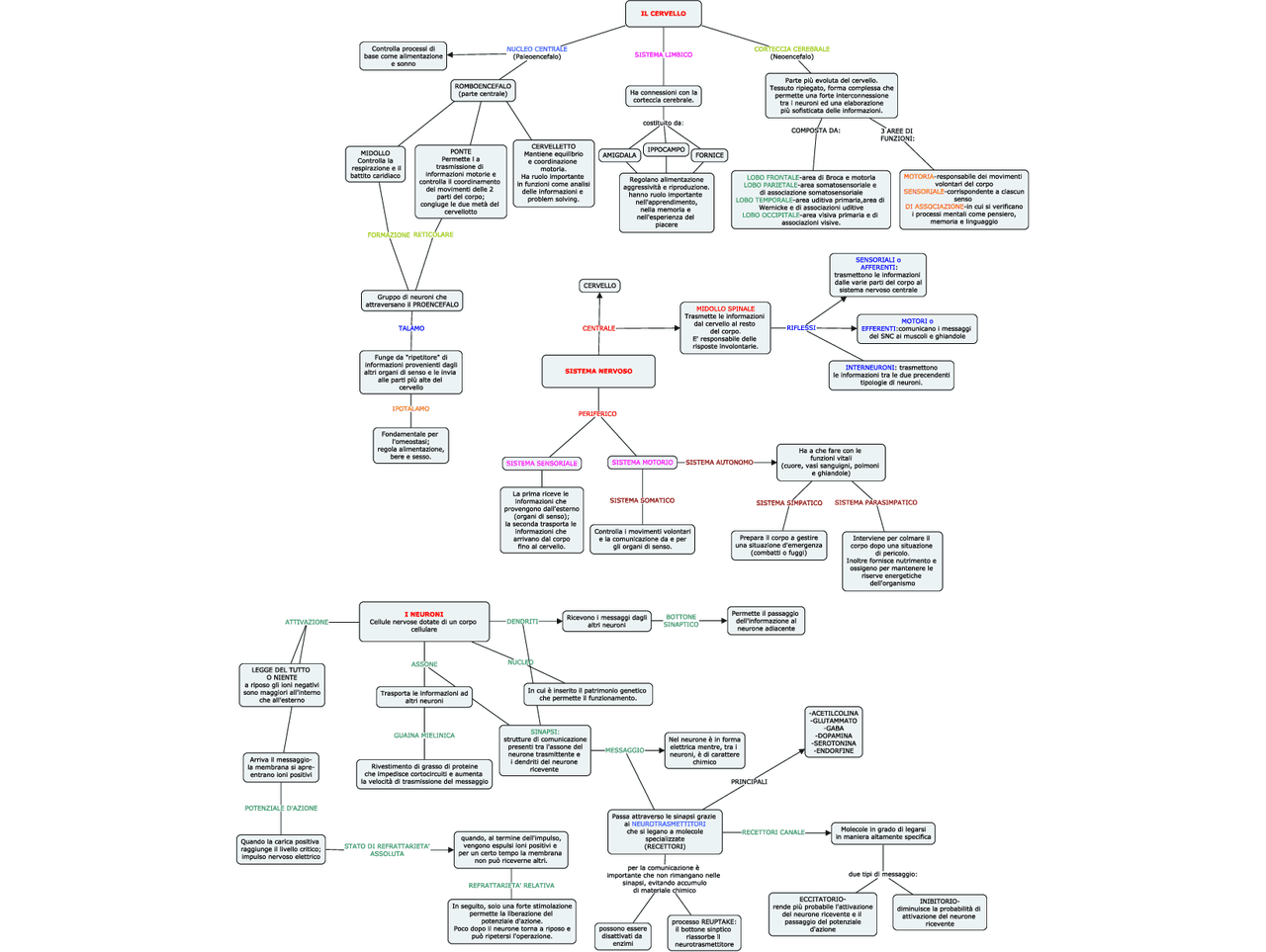Mappa cervello, sistema nervoso e neuroni - Docsity