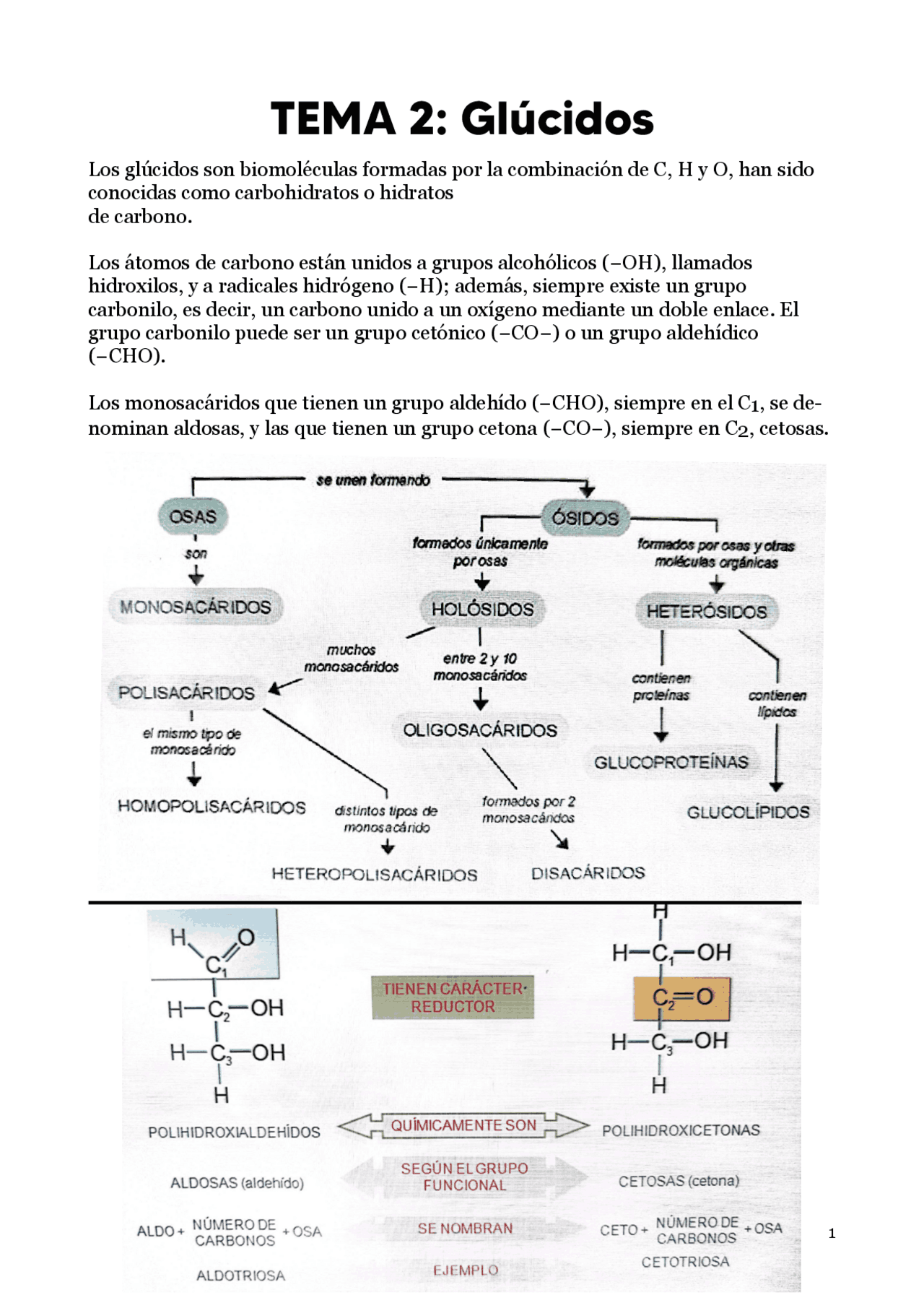 Bioelementos Glúcidos Monosacáridos Apuntes De Biología Docsity