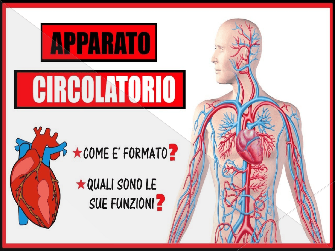 Apparato Cardio Circolatorio Docsity