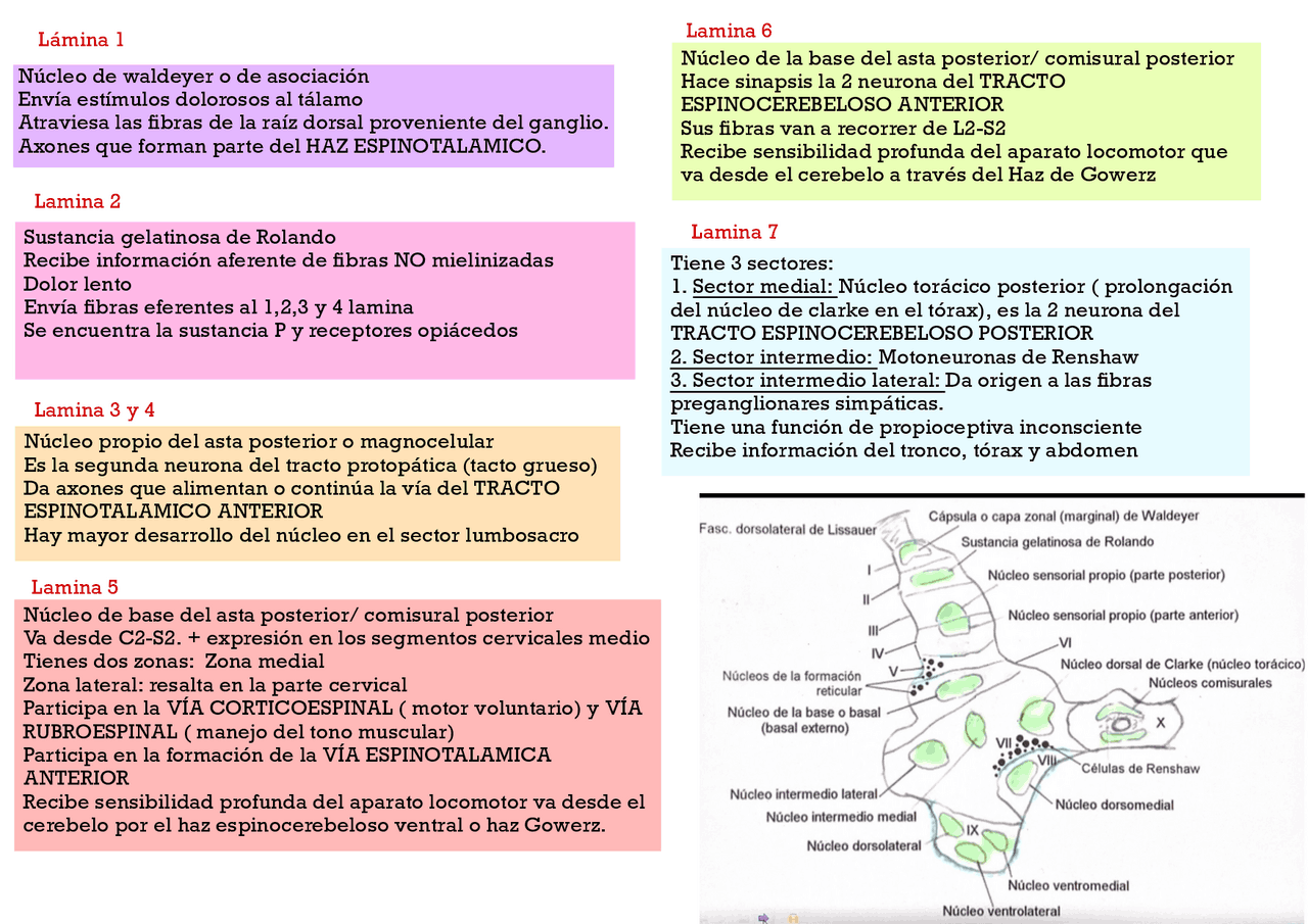 Laminación de Rexed. Anatomía - Docsity