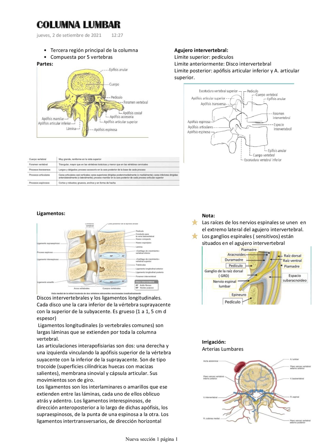 Columna lumbar de Anatomia descripxion - Docsity