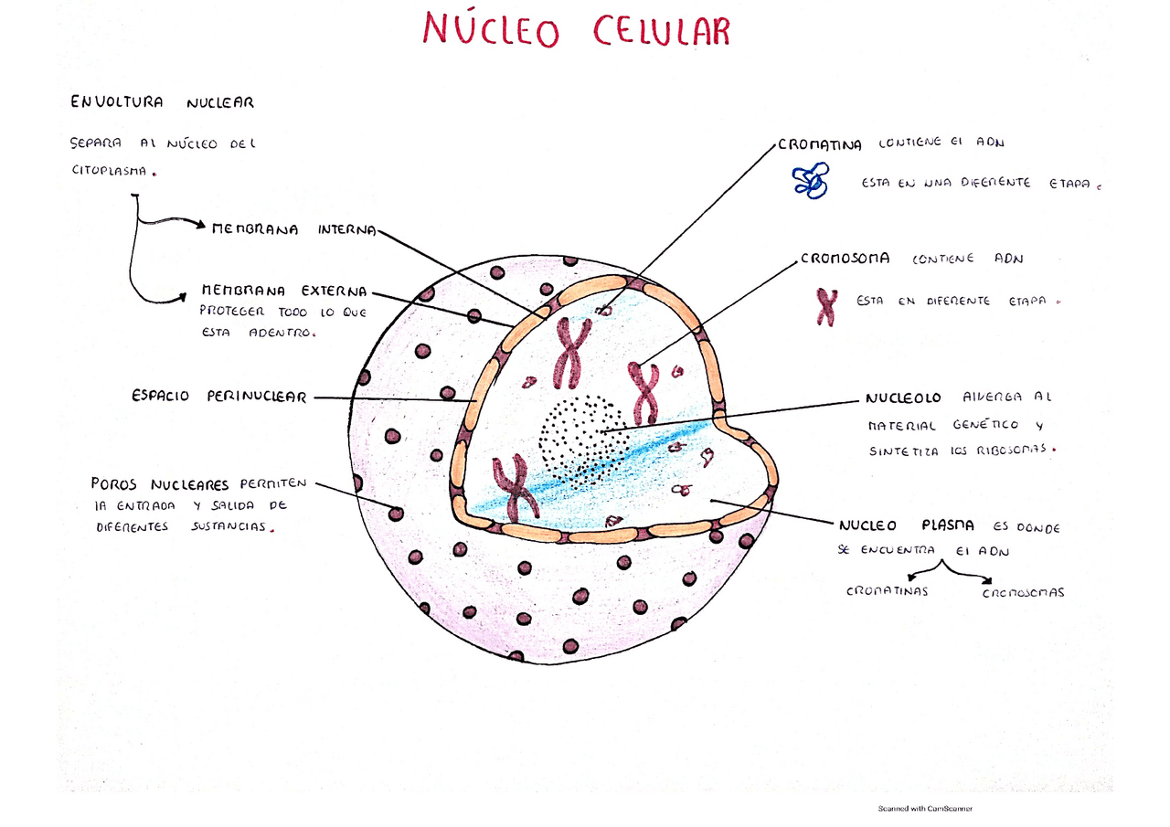 El nucleo y sus partes Estudio Básico del ADN estructura y composición ...