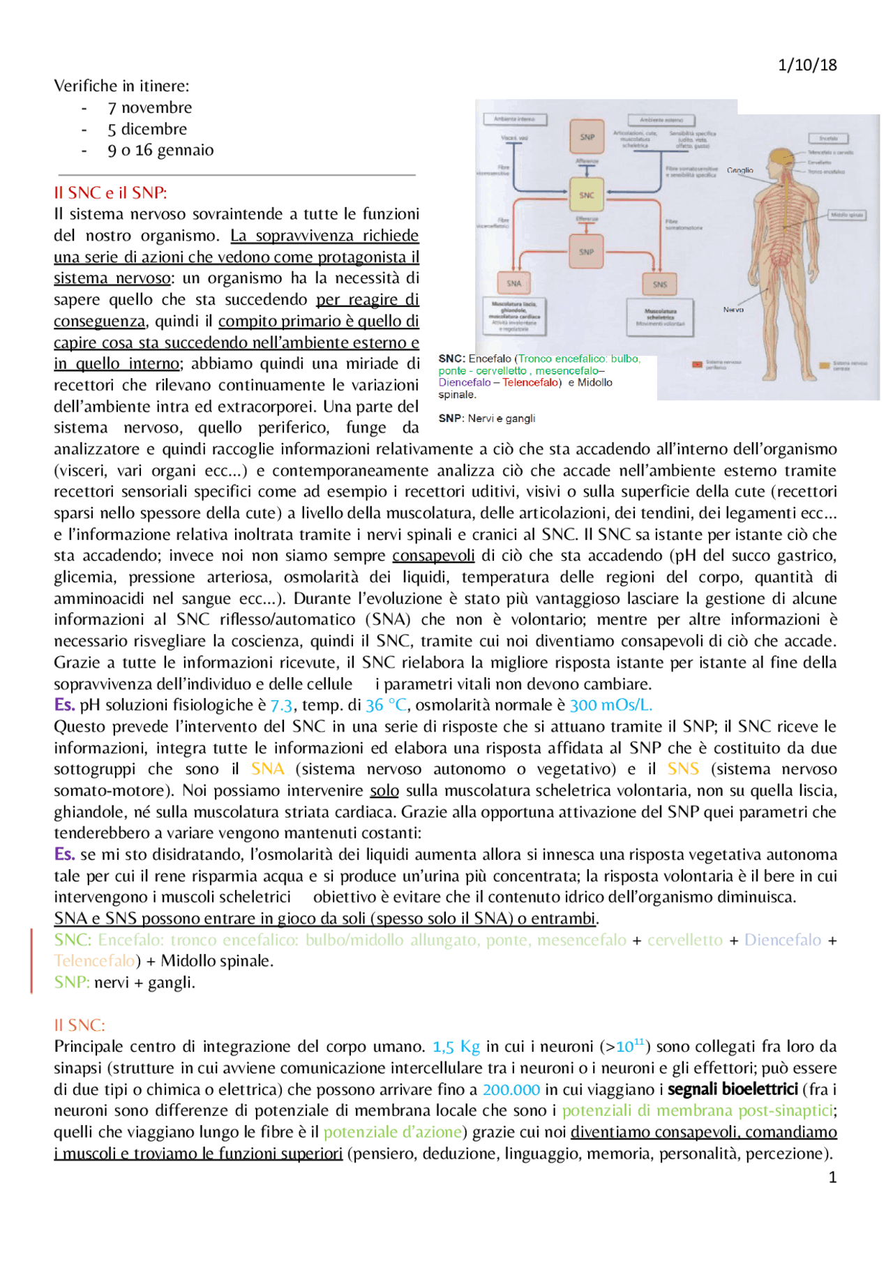 Fisiologia Umana Il Sistema Nervoso Notes De Pysiologie Docsity
