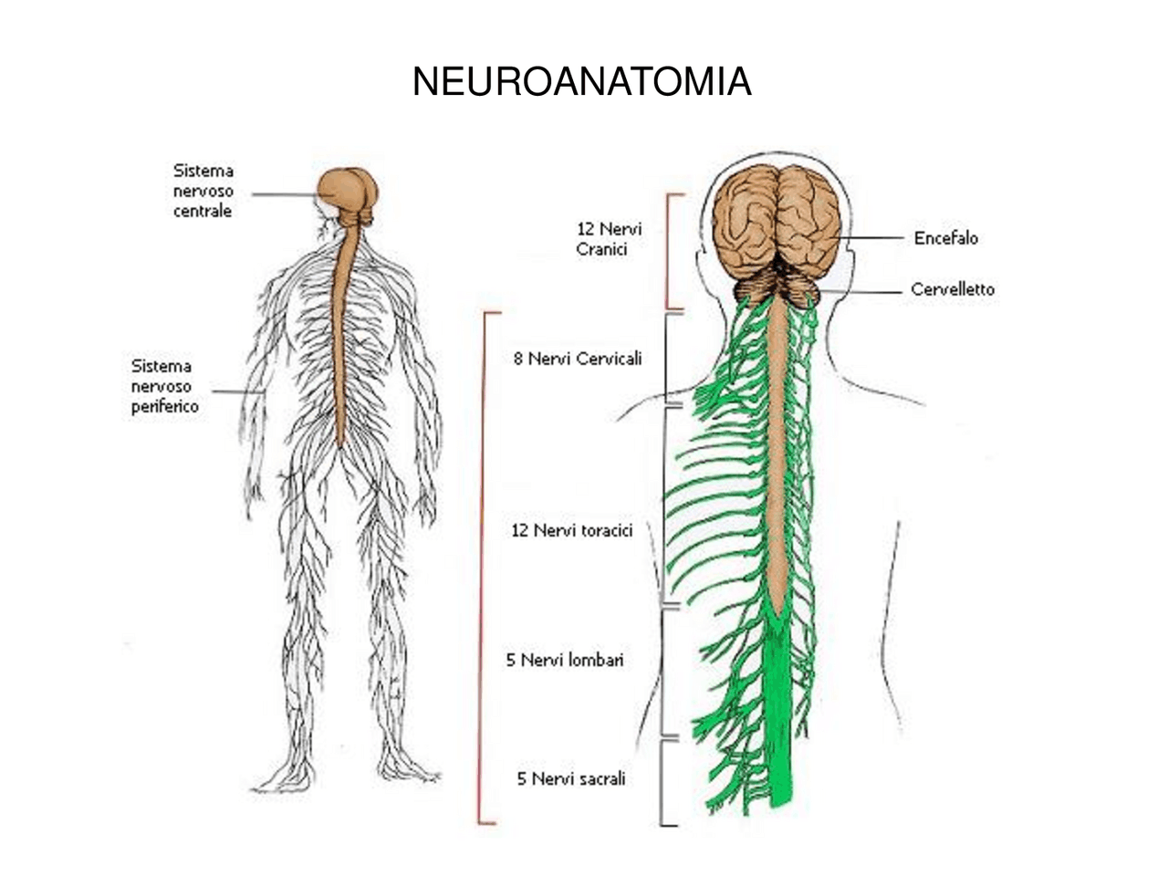 Neurologia Per Scienze Medico Chirurgiche Docsity