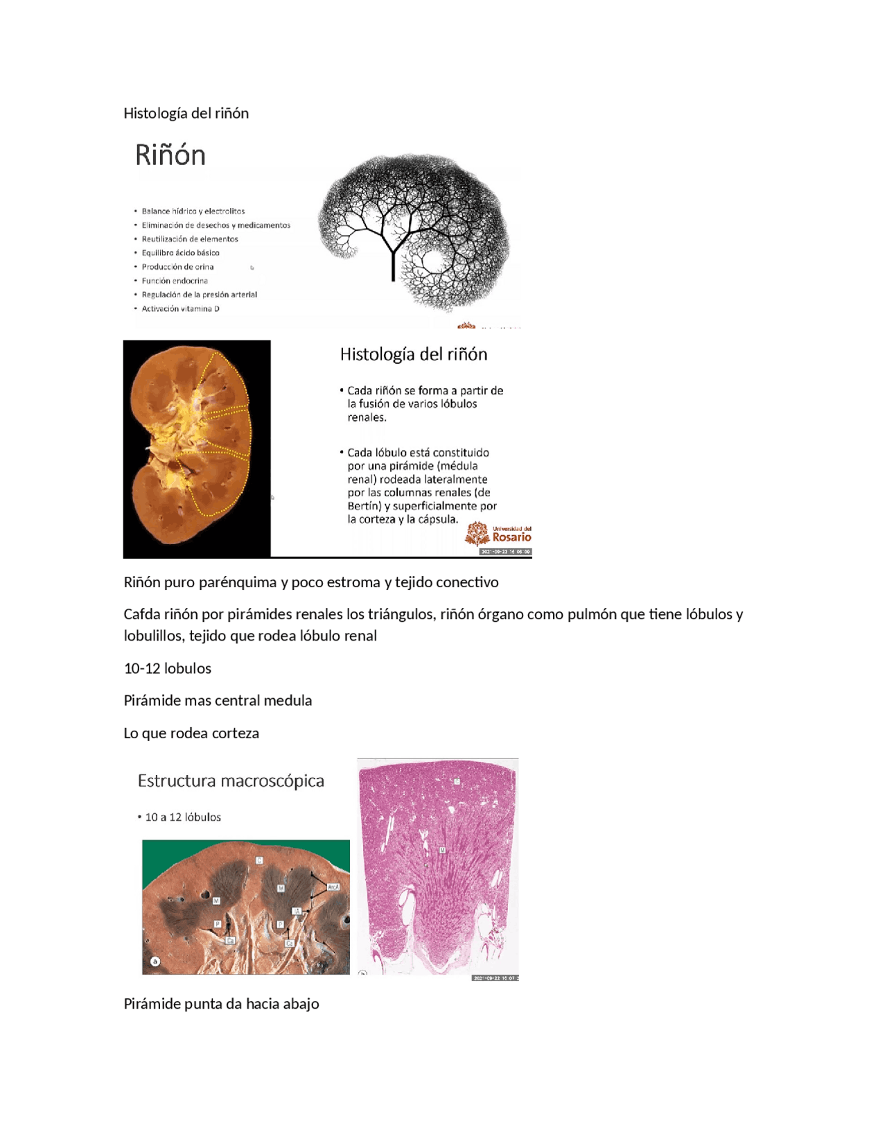 Histologia Da Piramide Renal Fisiologia Renal: Anatomia, Funções E