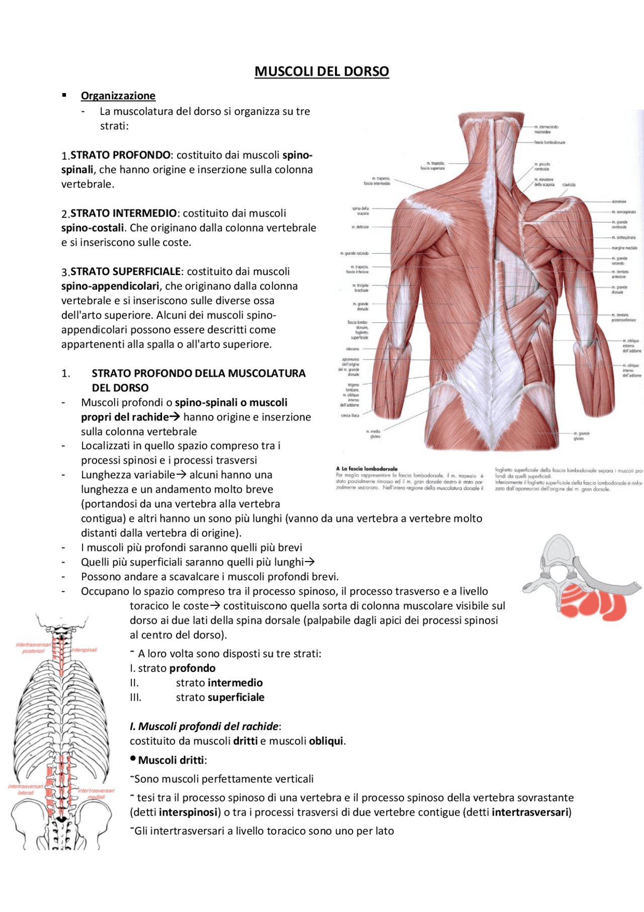 Muscoli del dorso-profondi, intermedi e superficiali | Dispense di ...