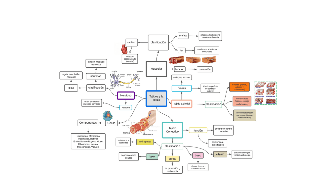 Mapa Conceptual Tejidos - Docsity