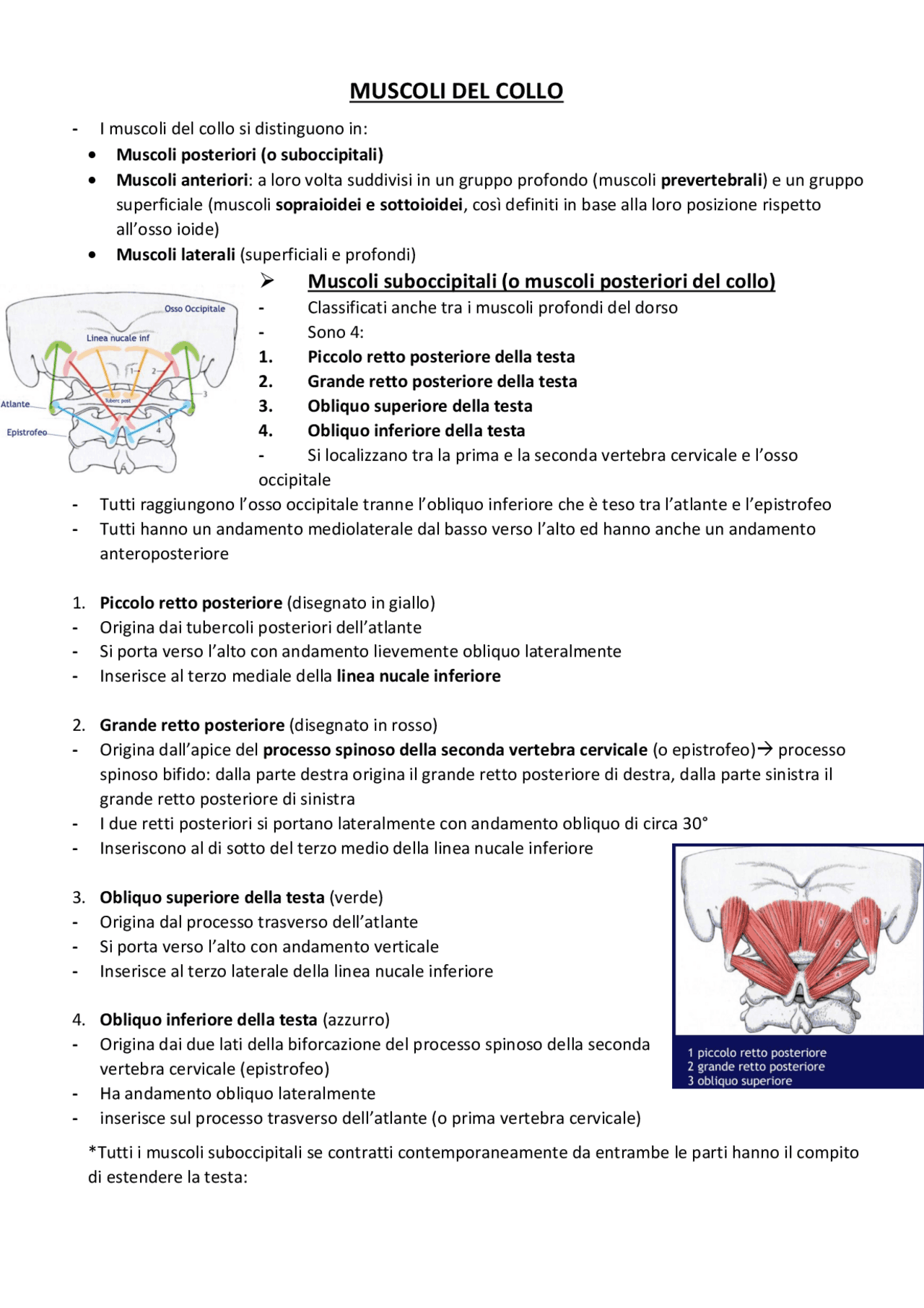Muscoli del collo-anteriori, posteriori e laterali - Docsity