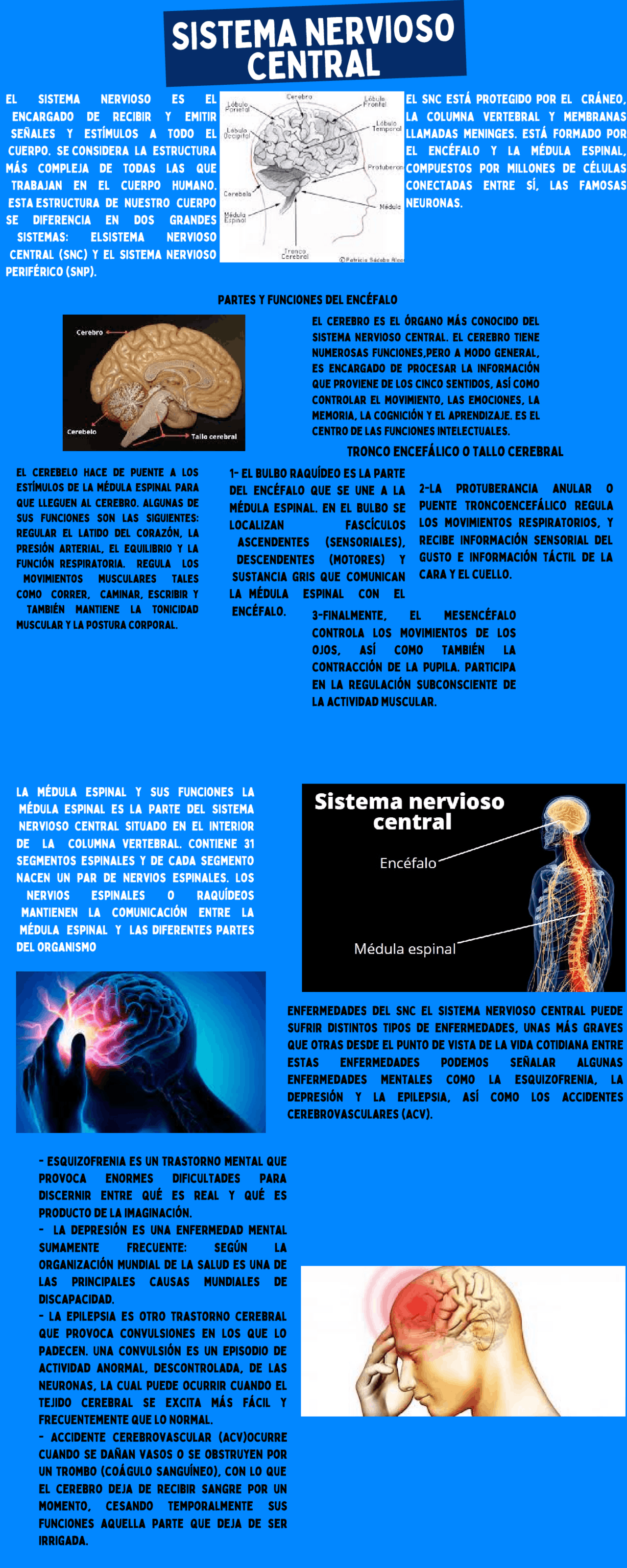 Sistema Nervioso Central Apuntes De Biología Humana Docsity