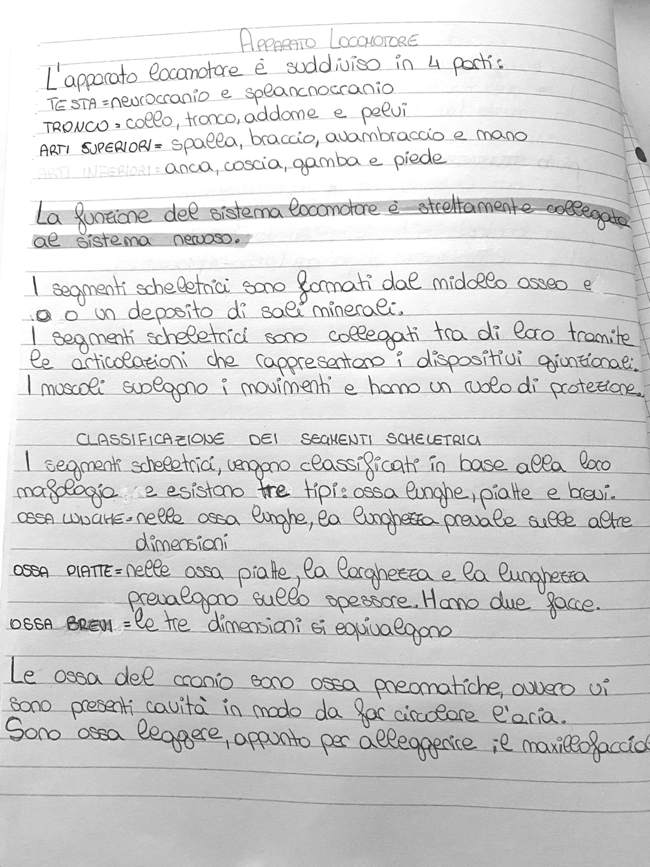 Lapparato Locomotore Docsity