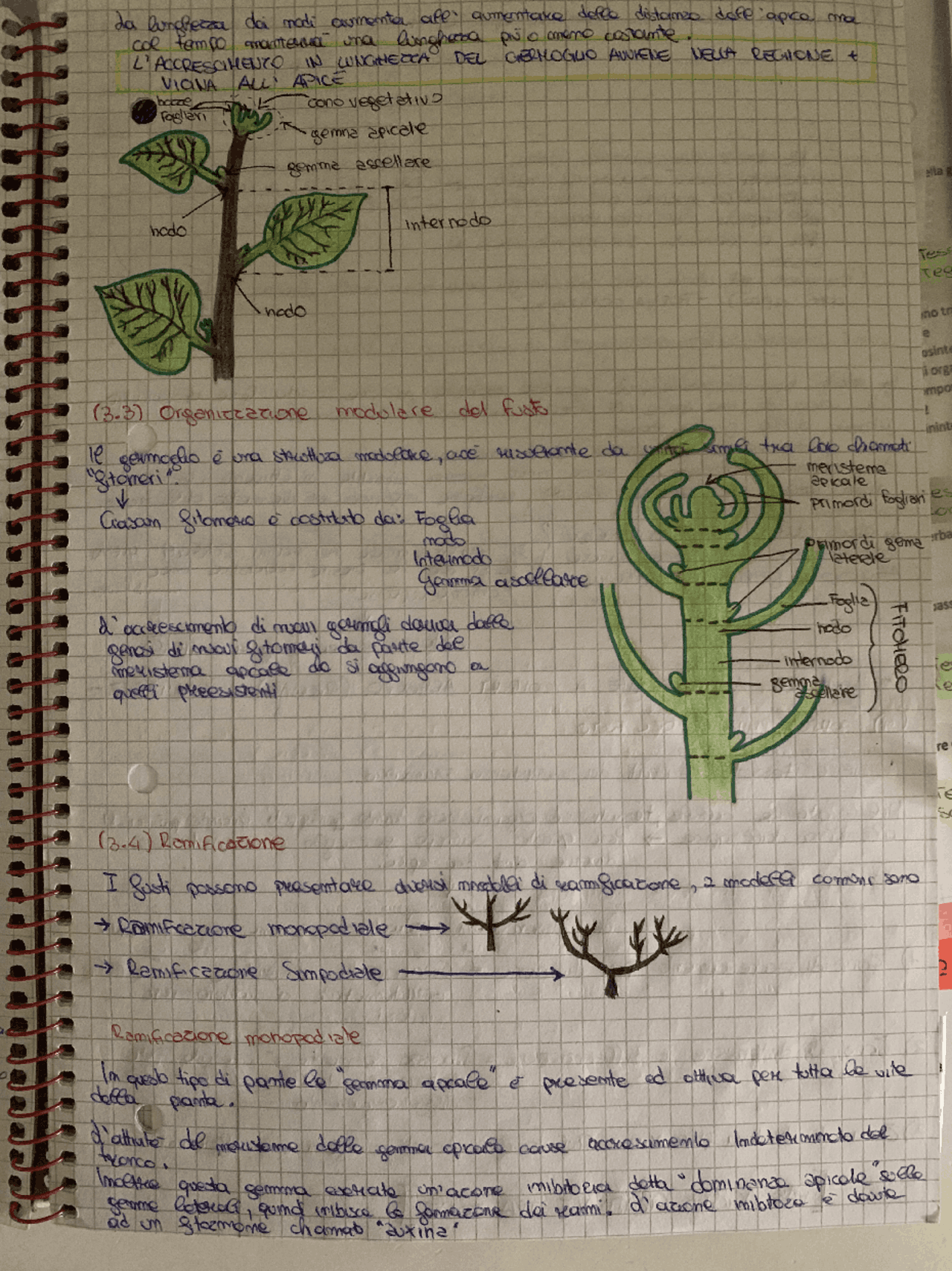 Botanica Fusto Seconda Parte Schemi Schemi E Mappe Concettuali Di