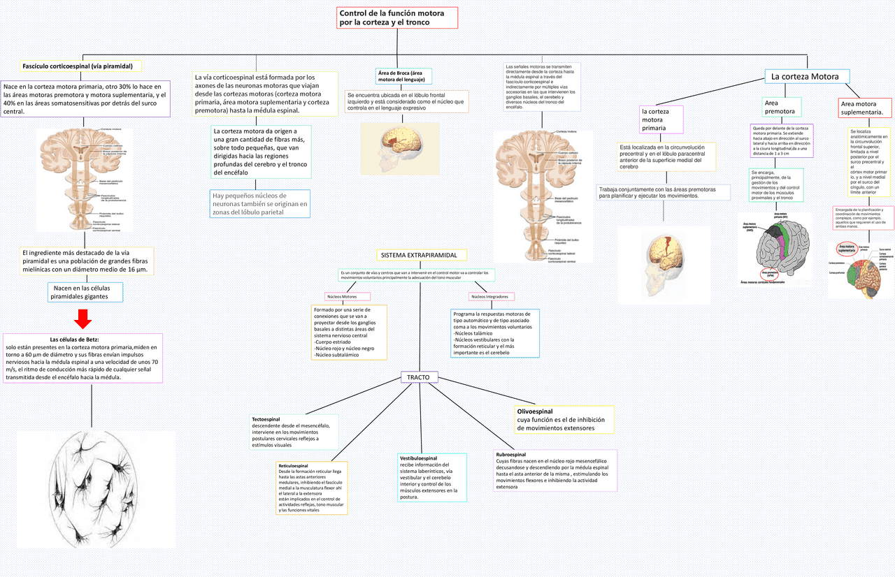 Mapa mental Control de la Funcion Motora - Docsity