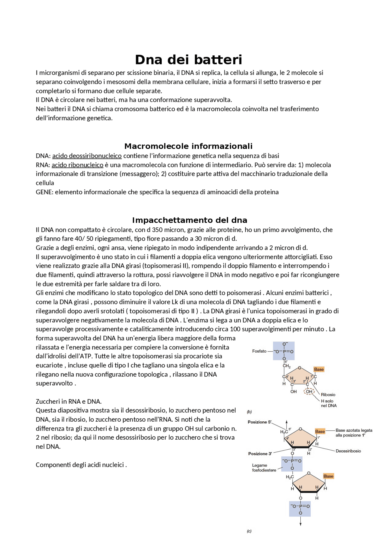 Appunti Di Microbiologia Dna Dei Batteri Docsity