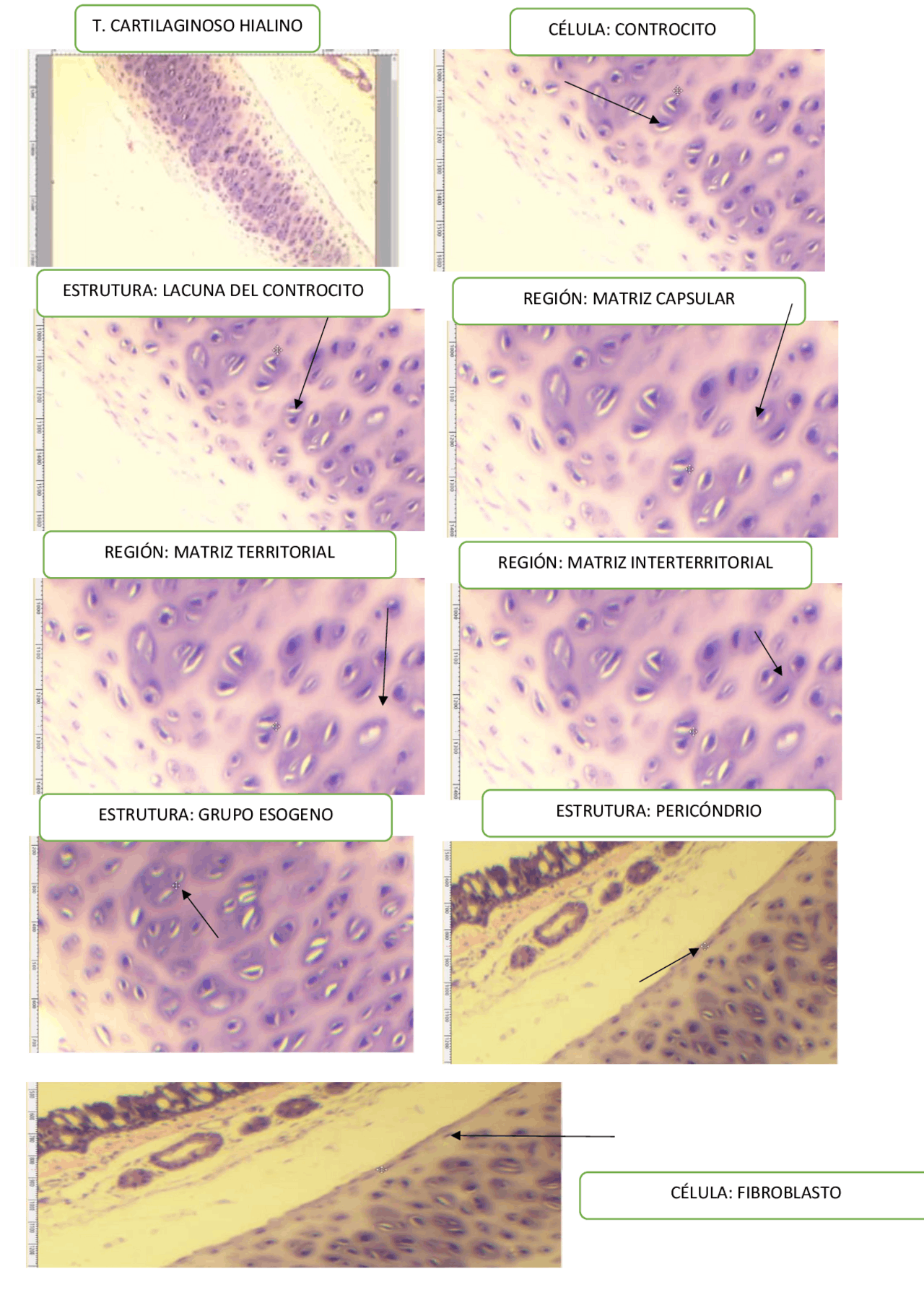 Laminas Tejido y células | Apuntes de Histología | Docsity