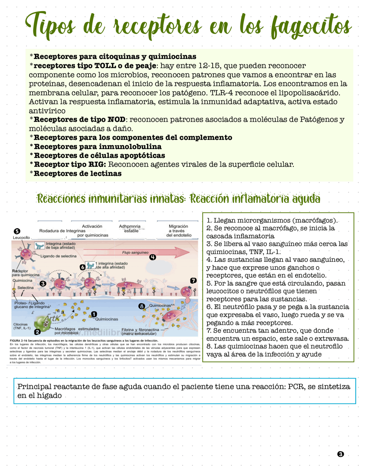 Apuntes De Inmunología Docsity