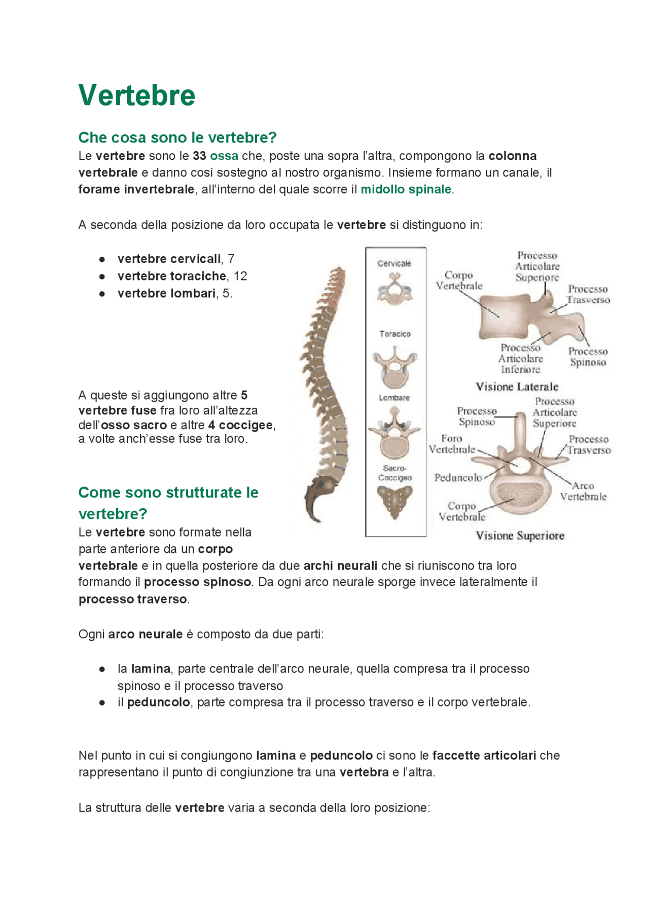 Le vertebre e colonna vertebrale - Docsity