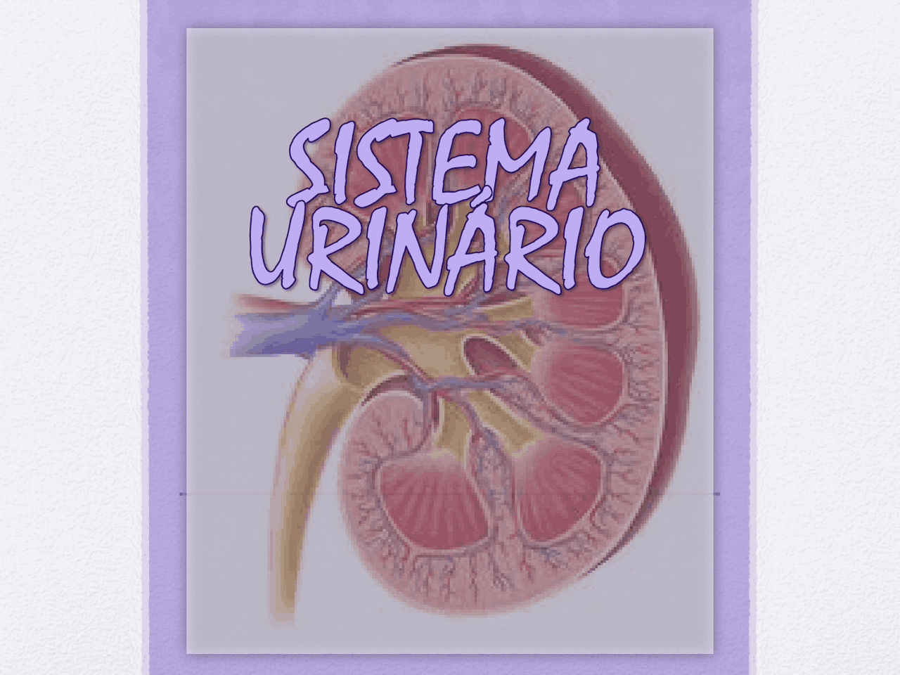 Sistema Urinário Pdf Docsity