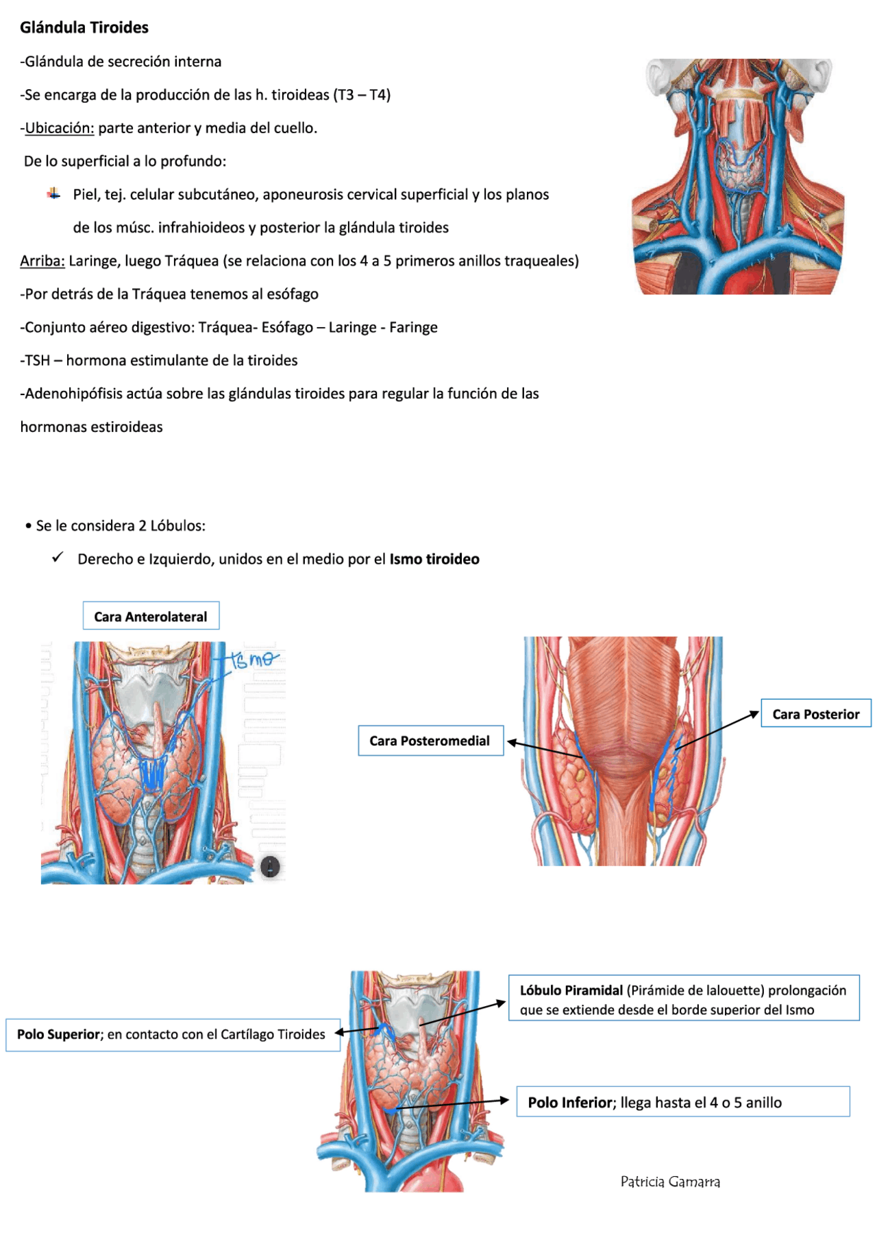 Tiroides - Anatomía | Resúmenes de Anatomía - Docsity