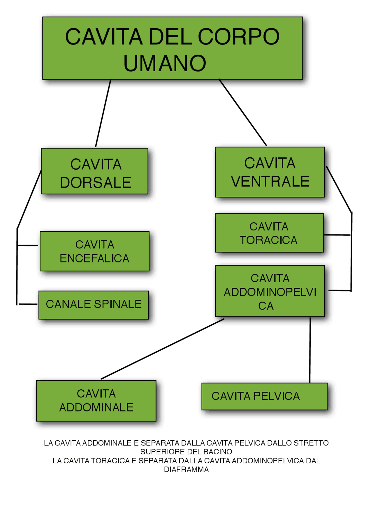 Riassunto Torace E Vertebre E Collo Anatomia 1 Docsity