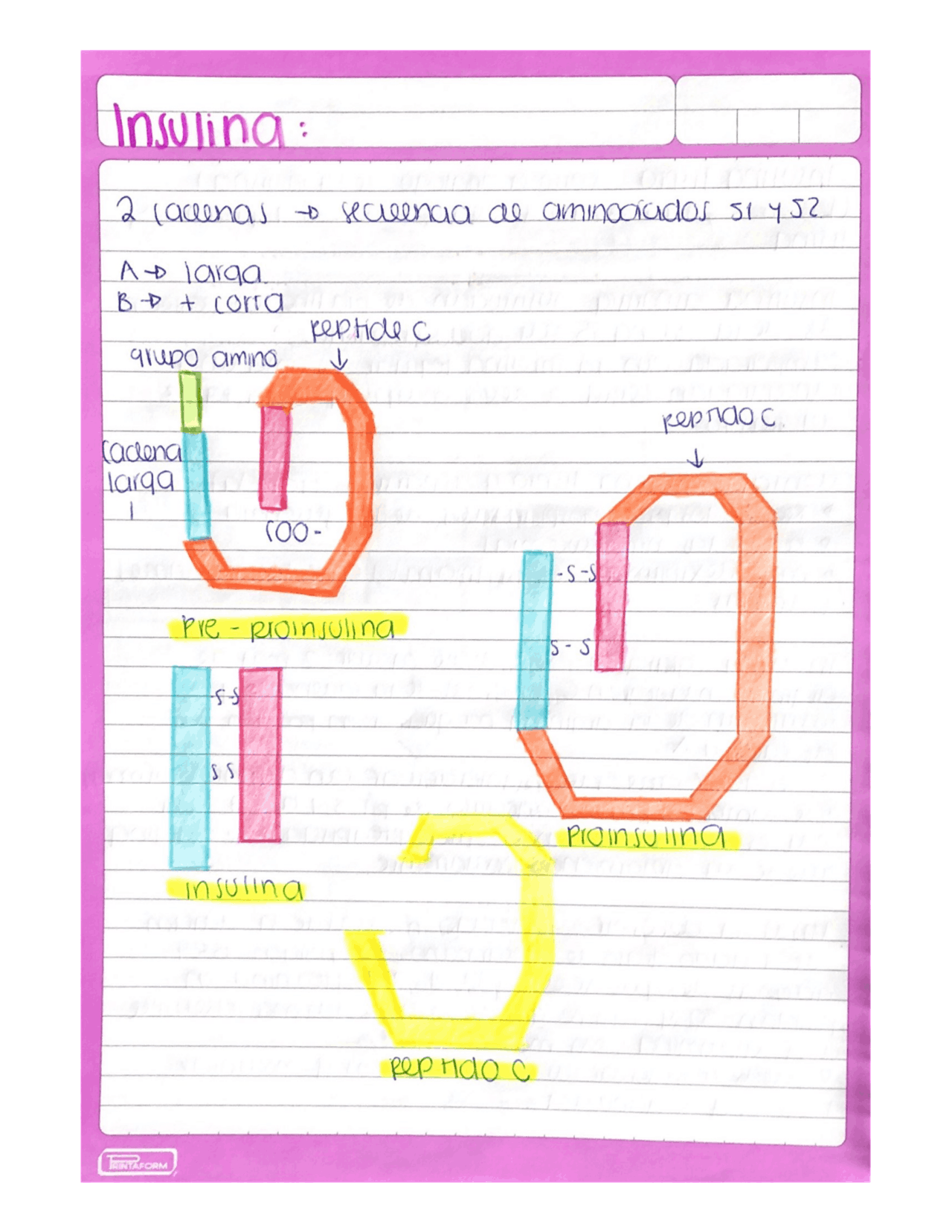 ClasificaciÓn De Las Insulinas Docsity