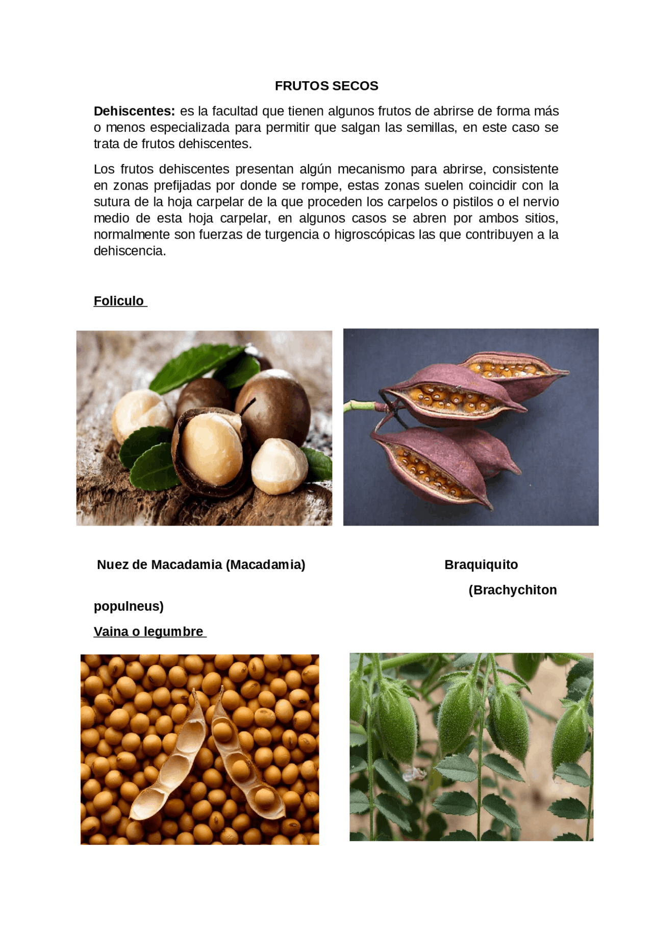 BOTANICA-FRUTOS SECOS | Study notes of Botany and Agronomy | Docsity