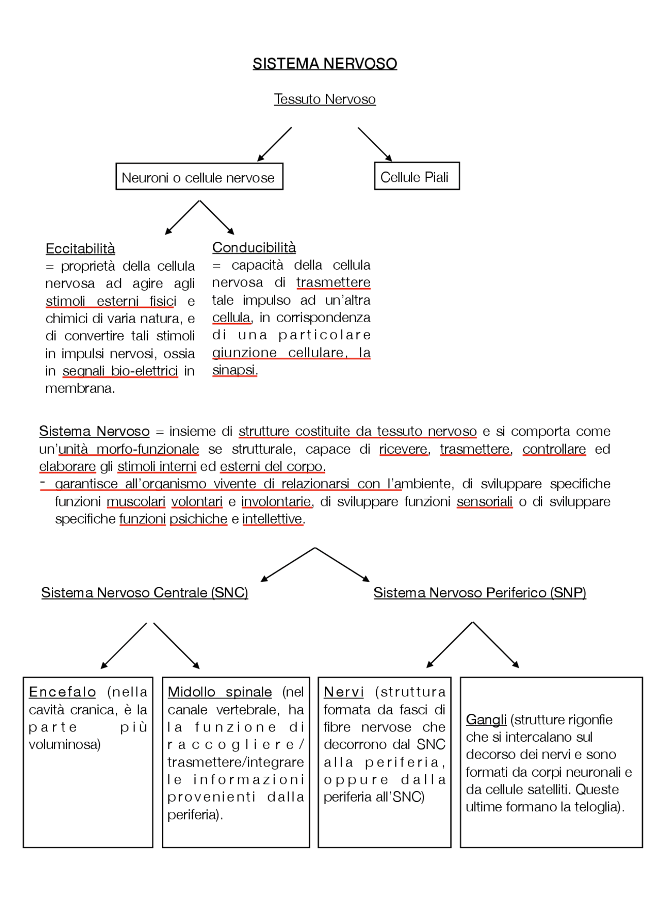 Anatomia Il Sistema Nervoso Schemi E Mappe Concettuali Di Anatomia