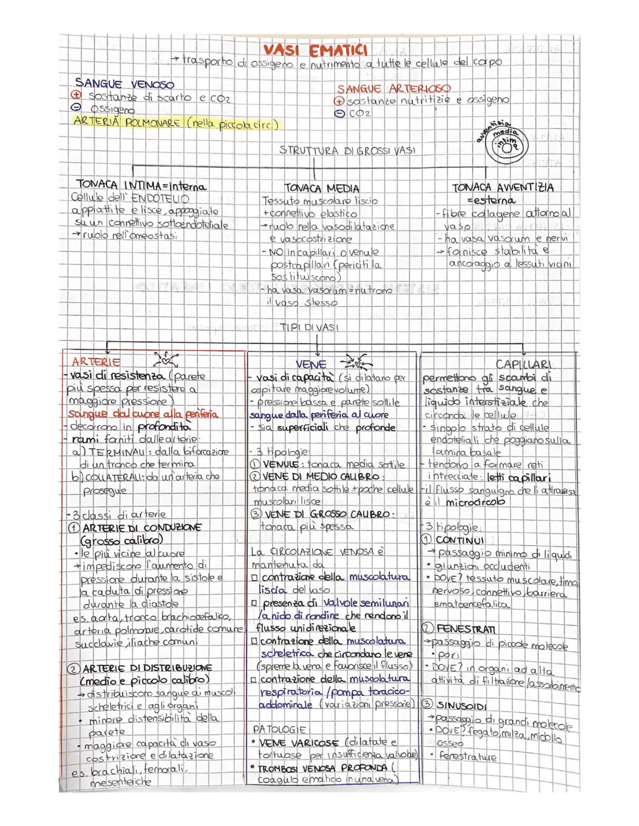 Vasi Ematici E Sistema Cardiocircolatorio Linfatico Schema Docsity