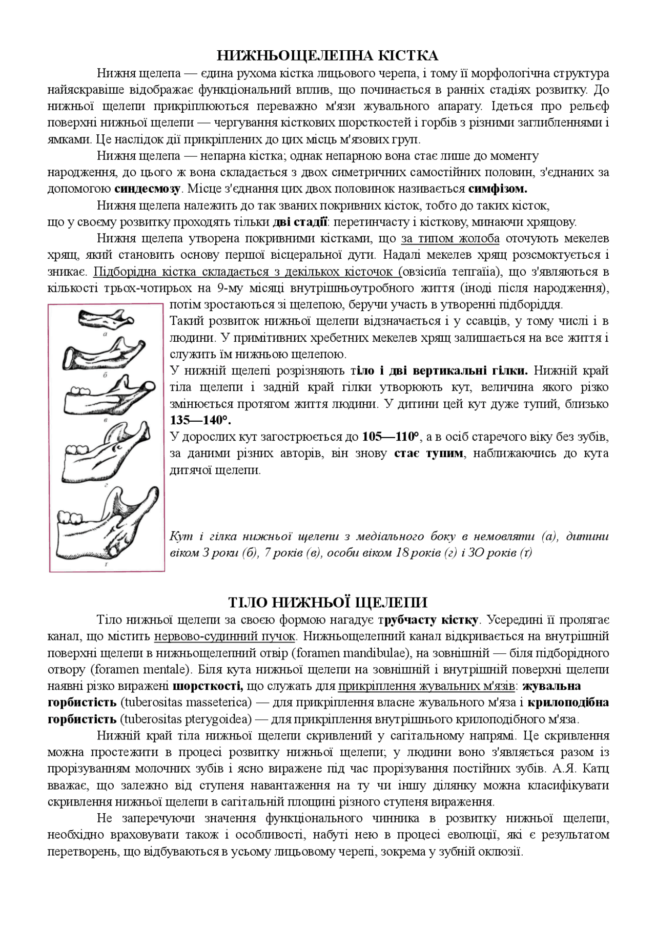 Анатомія нижньої щелепи верхньої щелепи деяких лицевих кісток Docsity