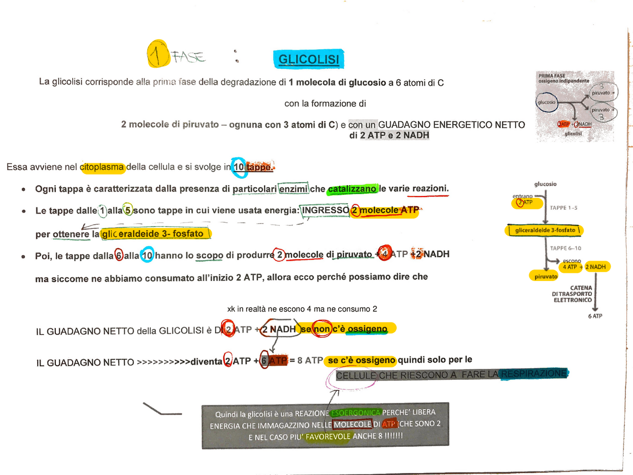 4- 10 TAPPE GLICOLISI-MAPPA CONCETTUALE - Docsity