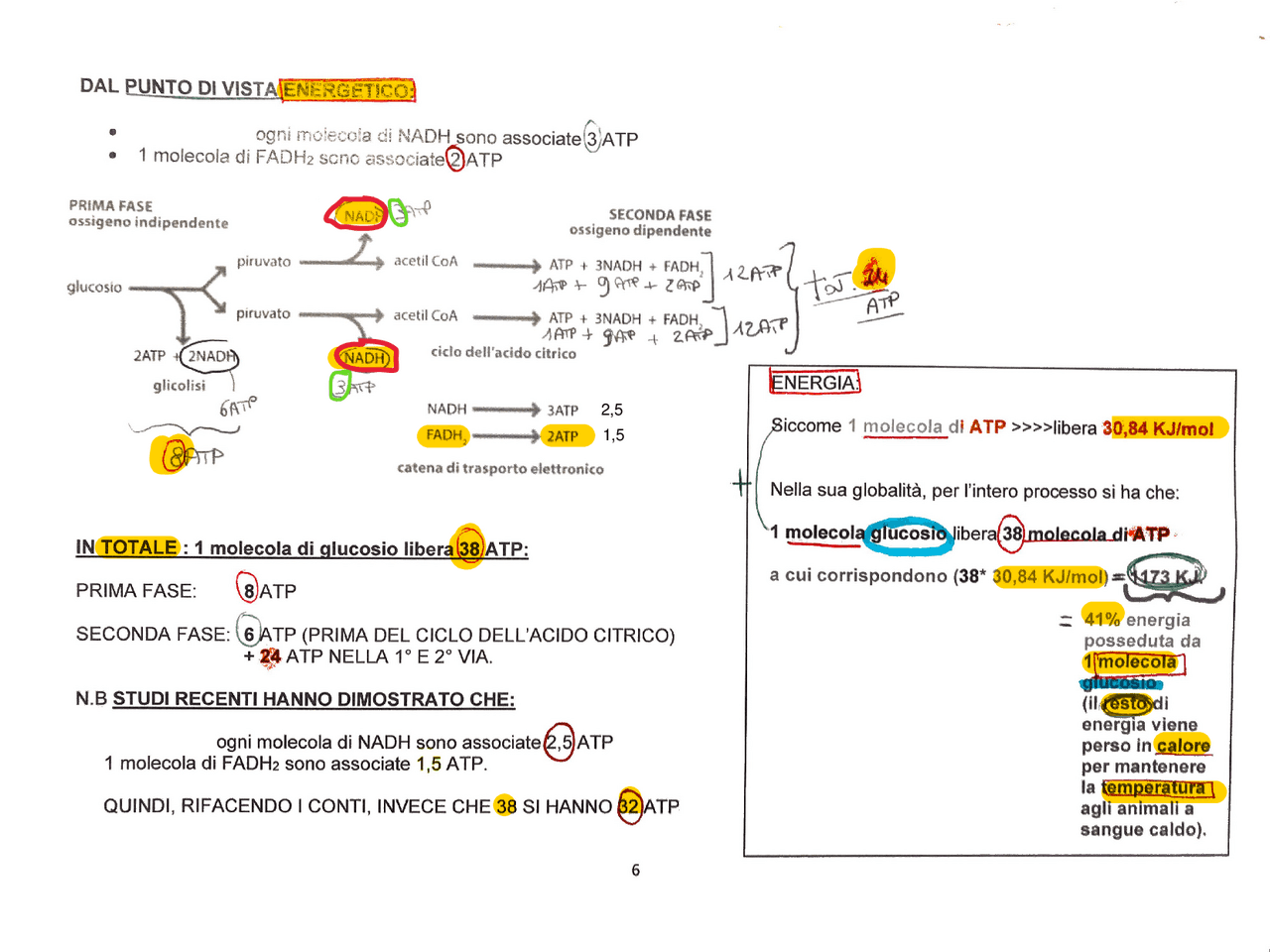 Mappa Concettuale Della Glicolisi E Della Gluconeogenesi Anno