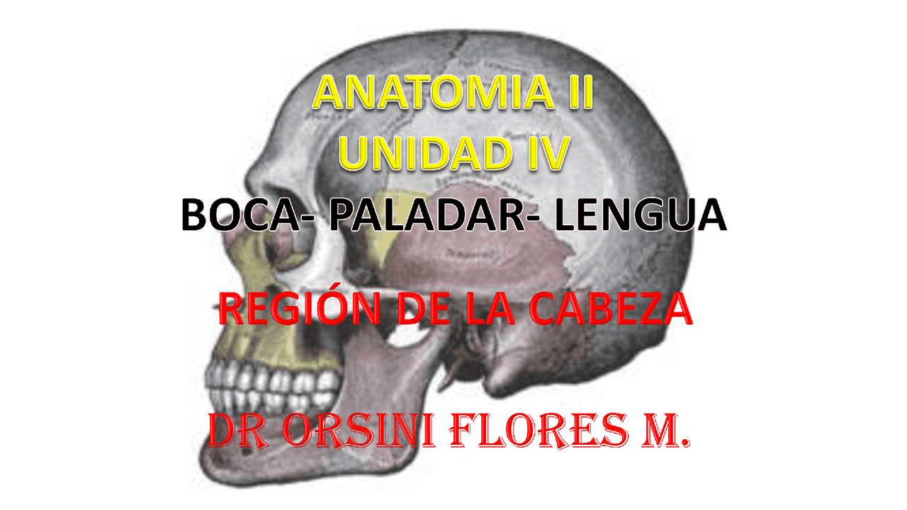 Cráneo viscerocraneo y neurocraneo | Summaries Anatomy | Docsity