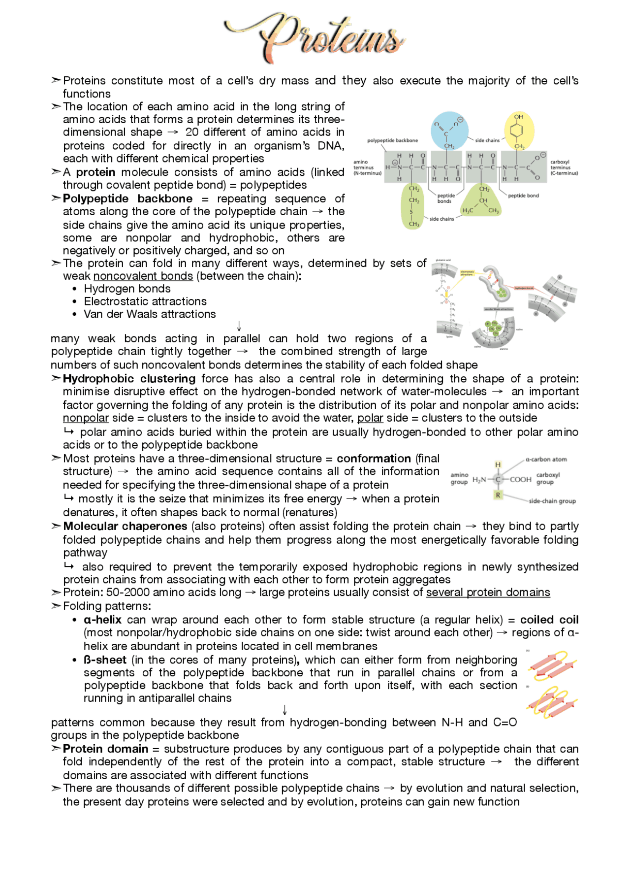 Proteins Docsity