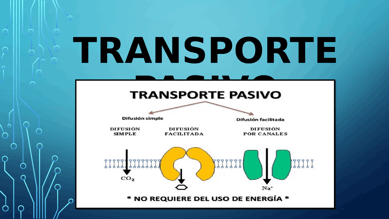 Diapositivas Biologia Celular Y Molecular Docsity