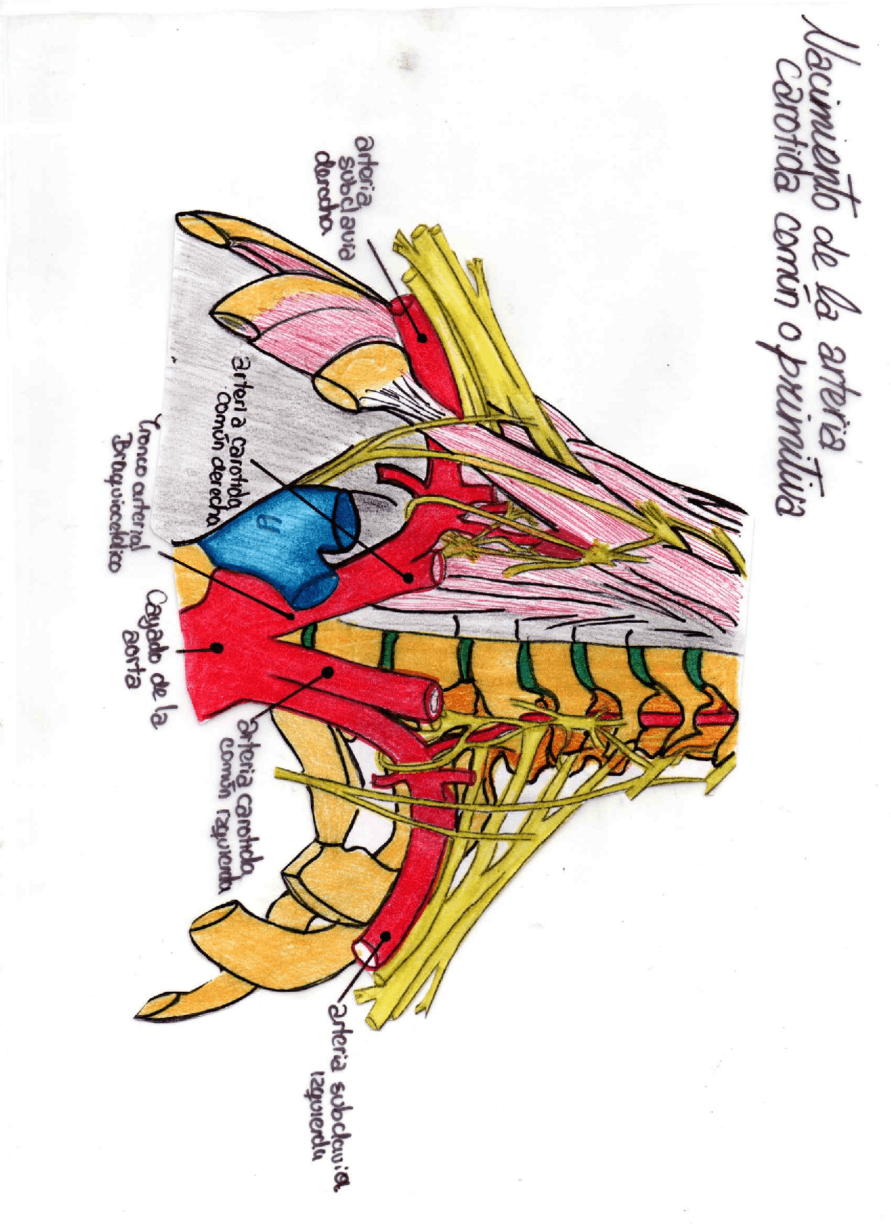 ARTERIA CAROTIDA COMUN Y SUS RAMAS - Docsity
