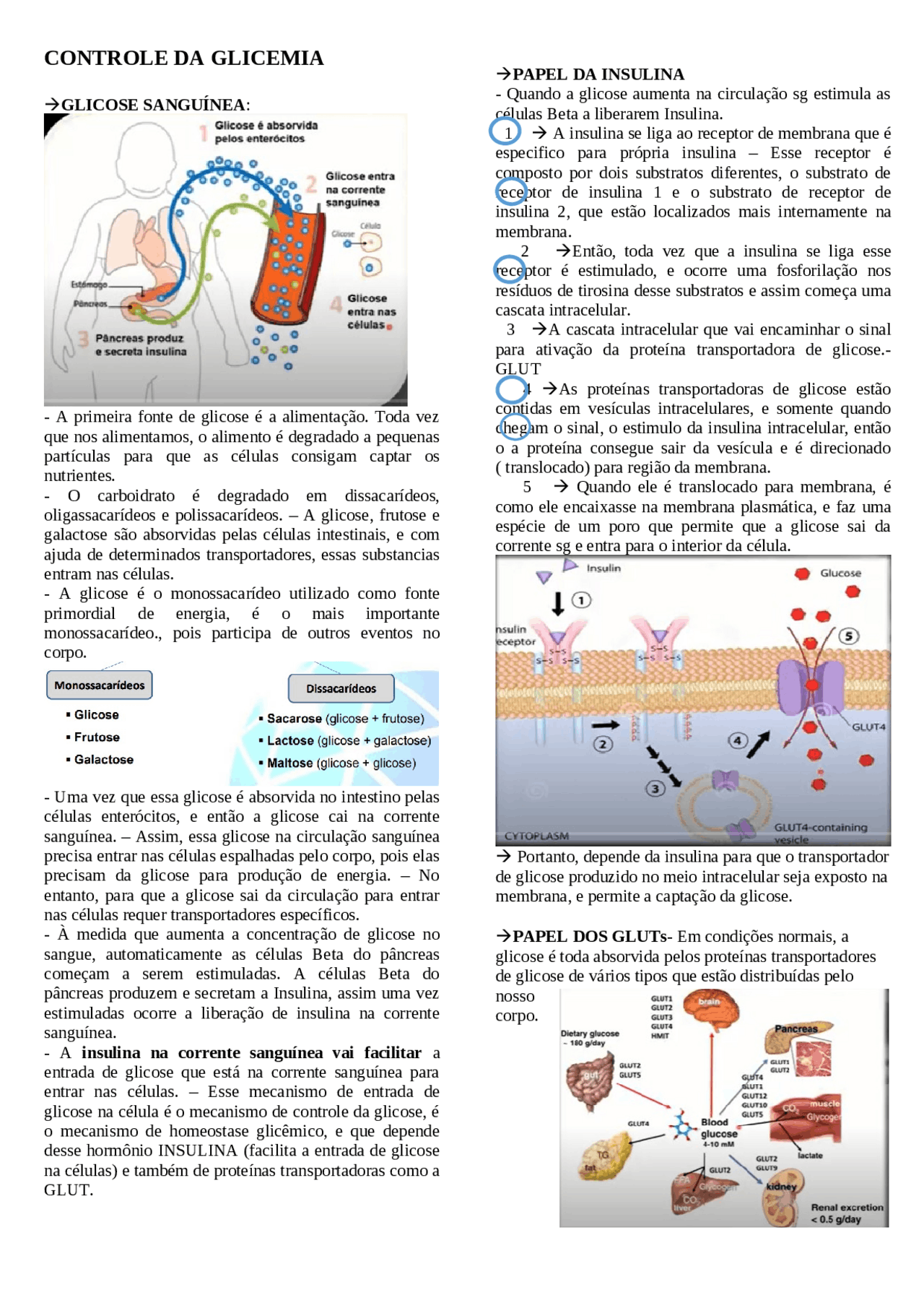 Resumos Sistema Endócrino Resúmenes Anatomía Docsity