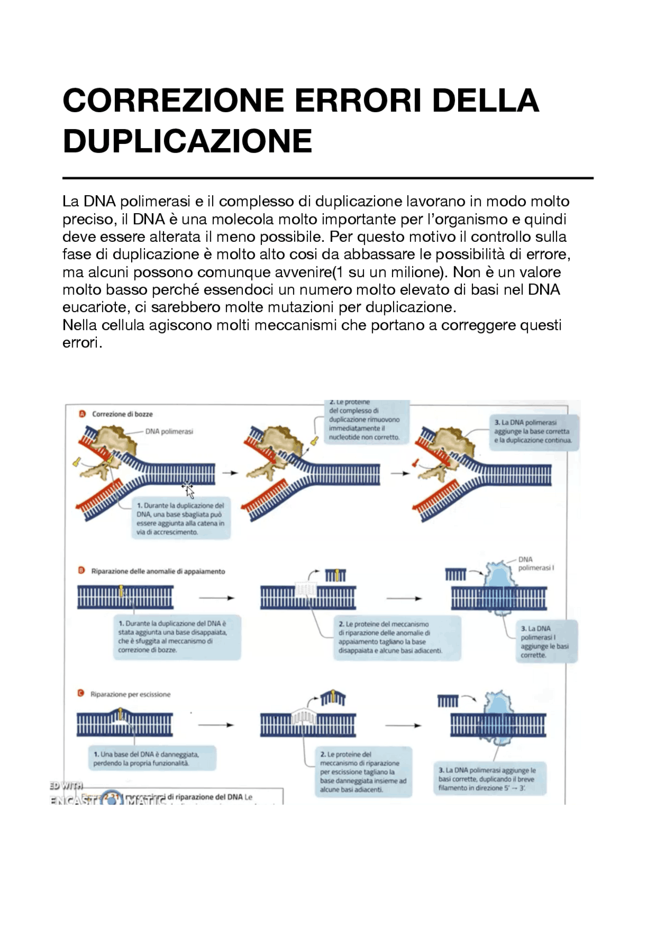 Errori Nella Duplicazione Del Dna Docsity