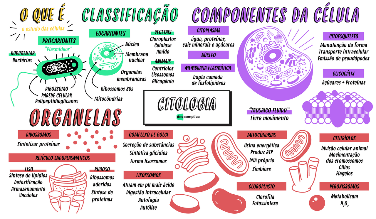 resumo de Citoplasma, Resumos Biologia