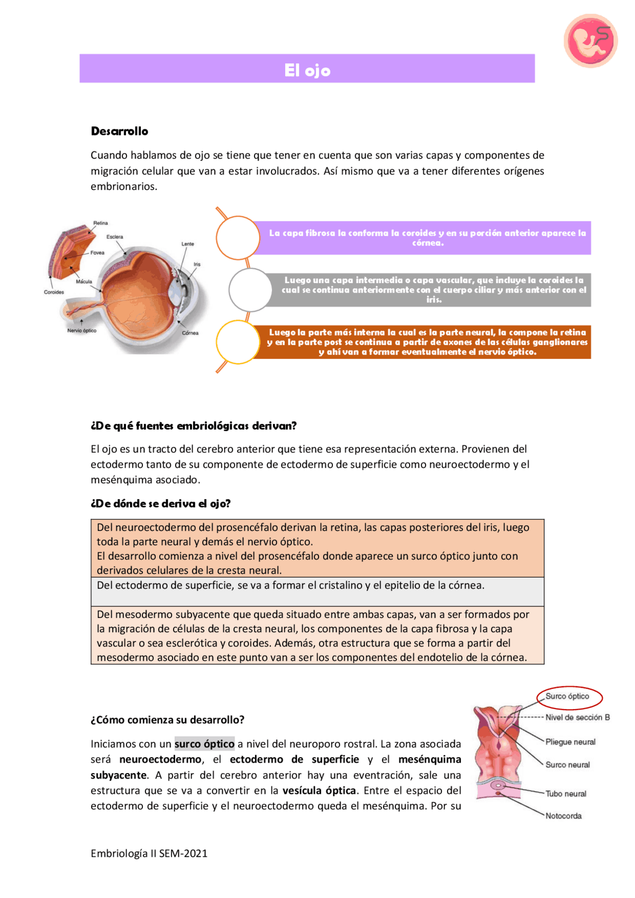Resumen del desarrollo embriológico del ojo - Docsity