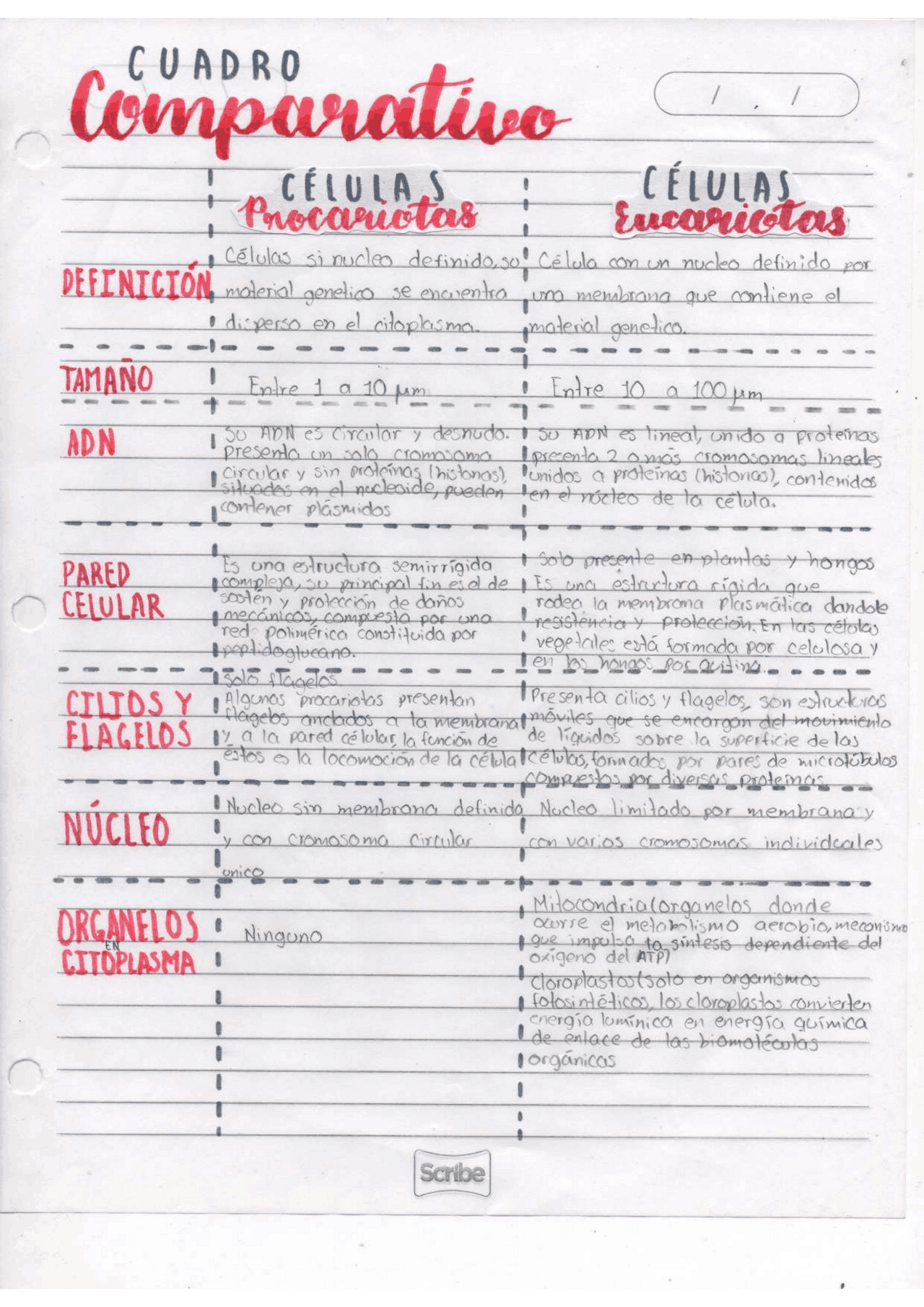 Cuadro Comparativo Entre La Celula Eucariota Y Procariota Diferencias