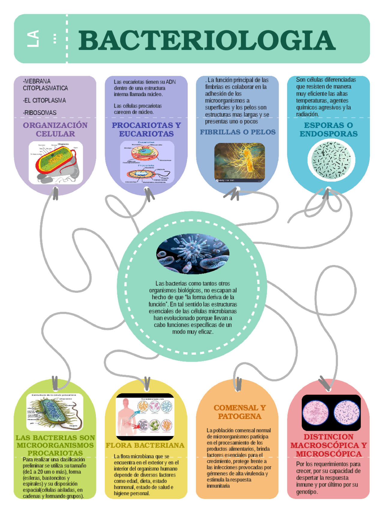 Bacteorologia virus hongos y bacterias - Docsity