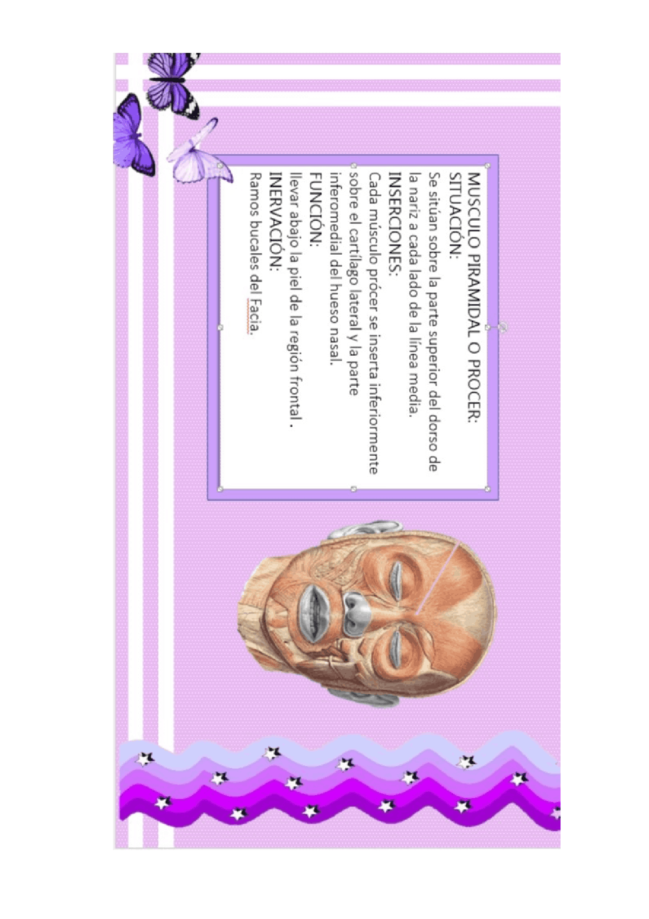 Musculo piramidal o procer - Docsity