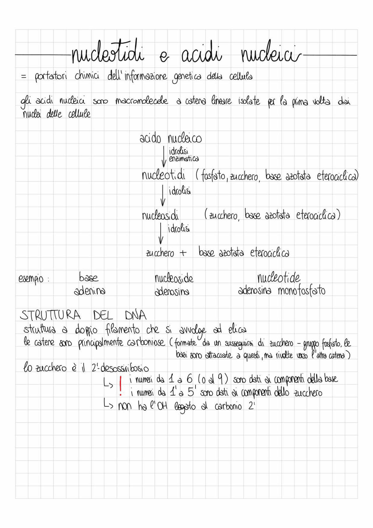 Gli Acidi Nucleici Docsity