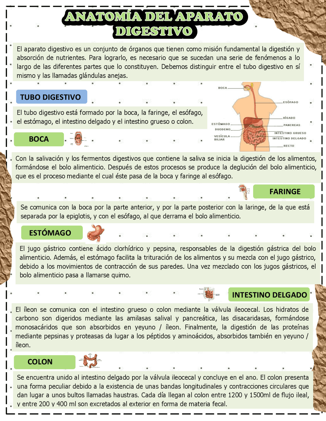 Aparato Digestivo Anatomia Docsity