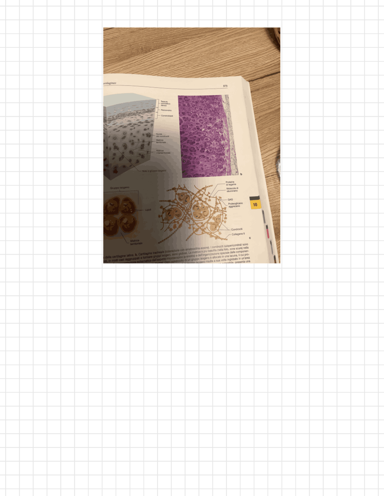 Immagine Istologica Cartilagine Tracheale Docsity