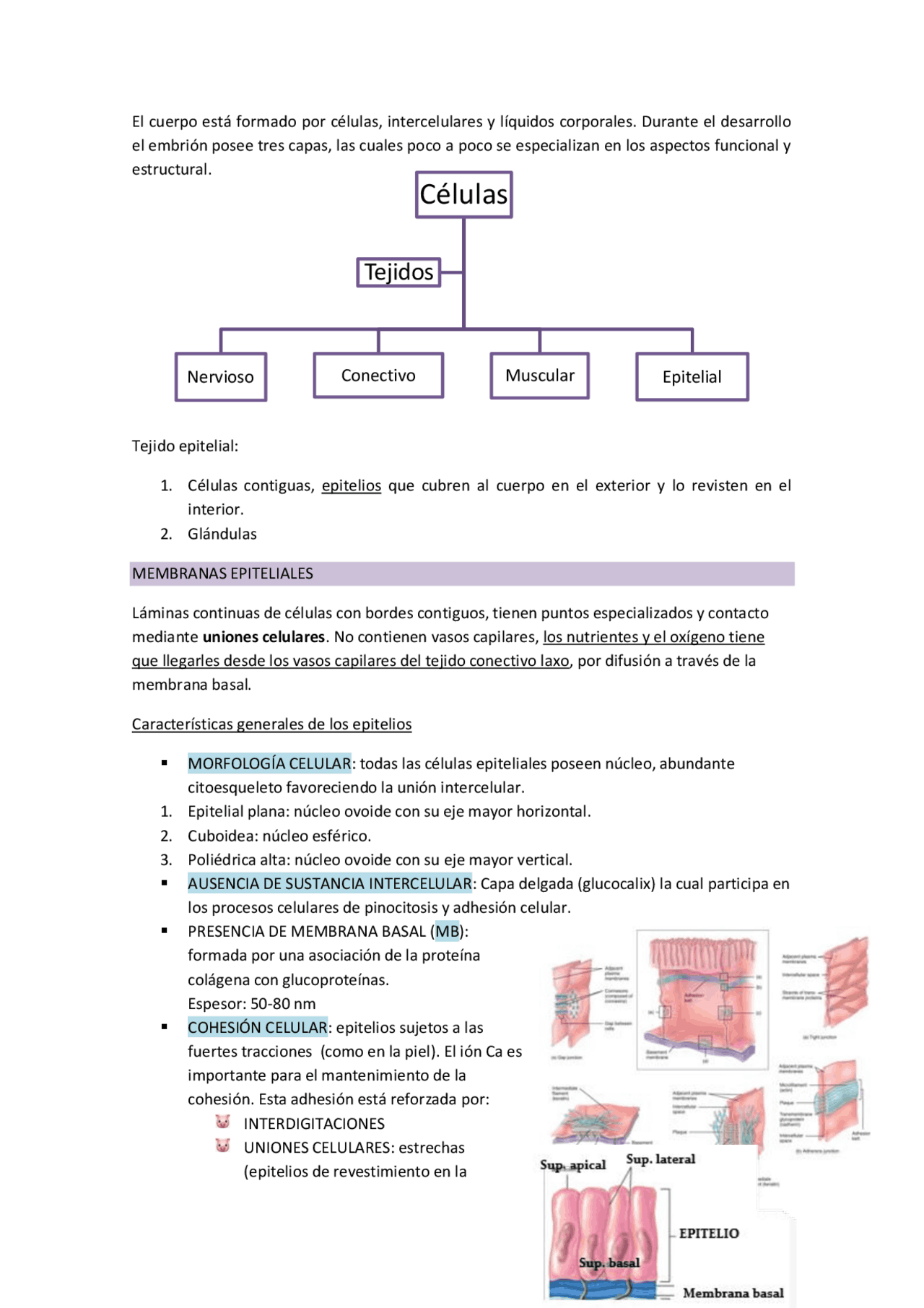 Tejido Epitelial De Revestimiento Y Glandular Docsity