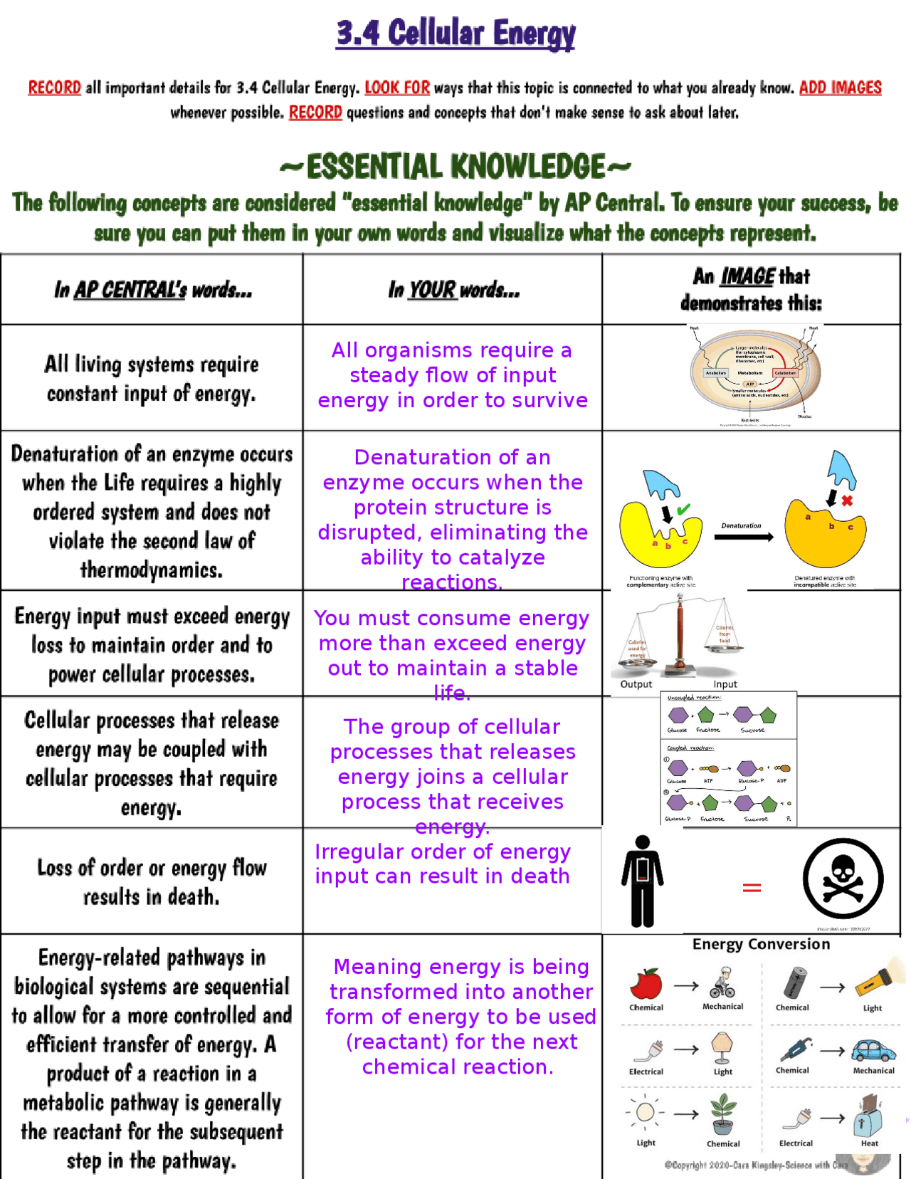 AP Biology cellular energy - Docsity