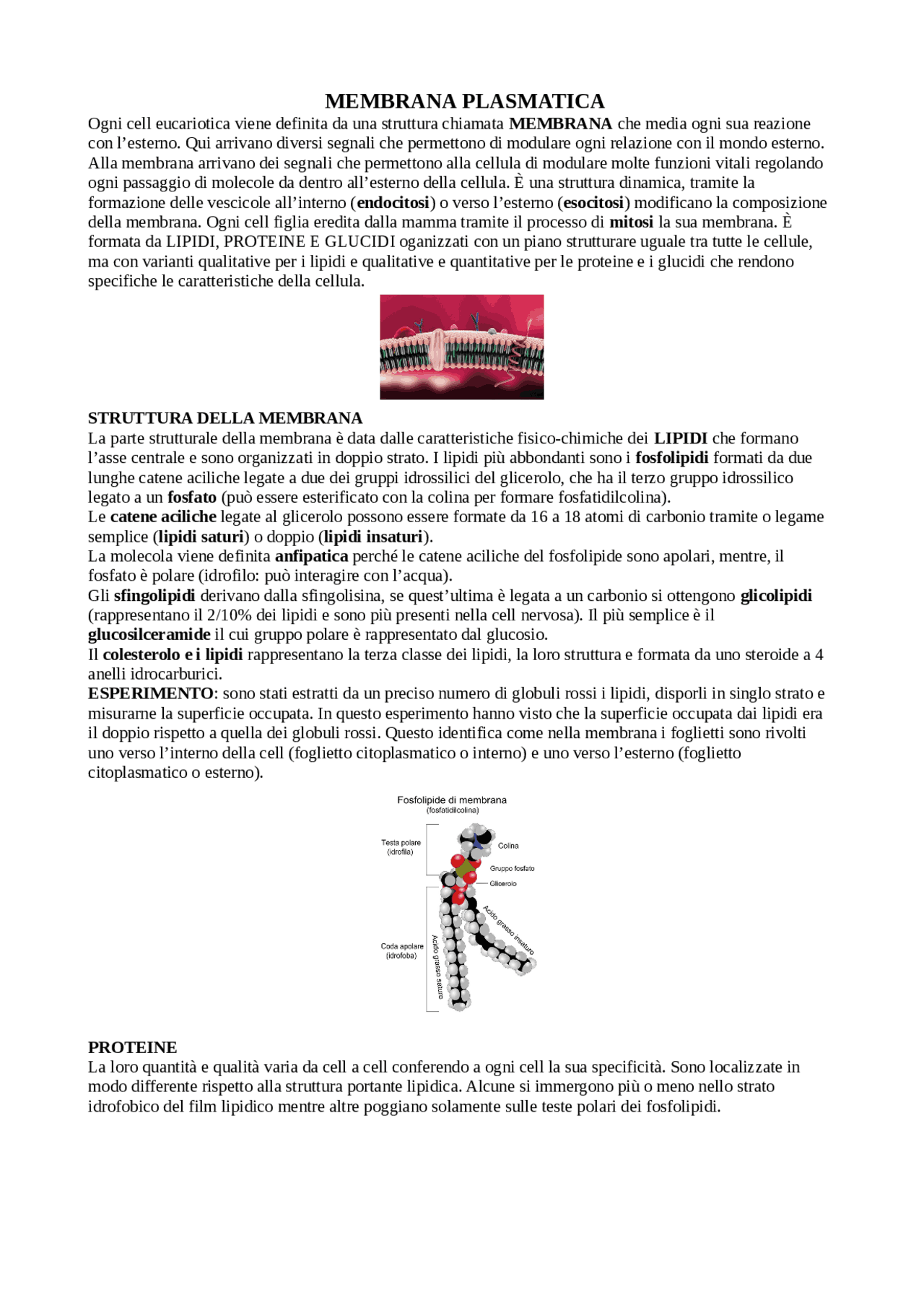 Membrana Plasmatica Docsity