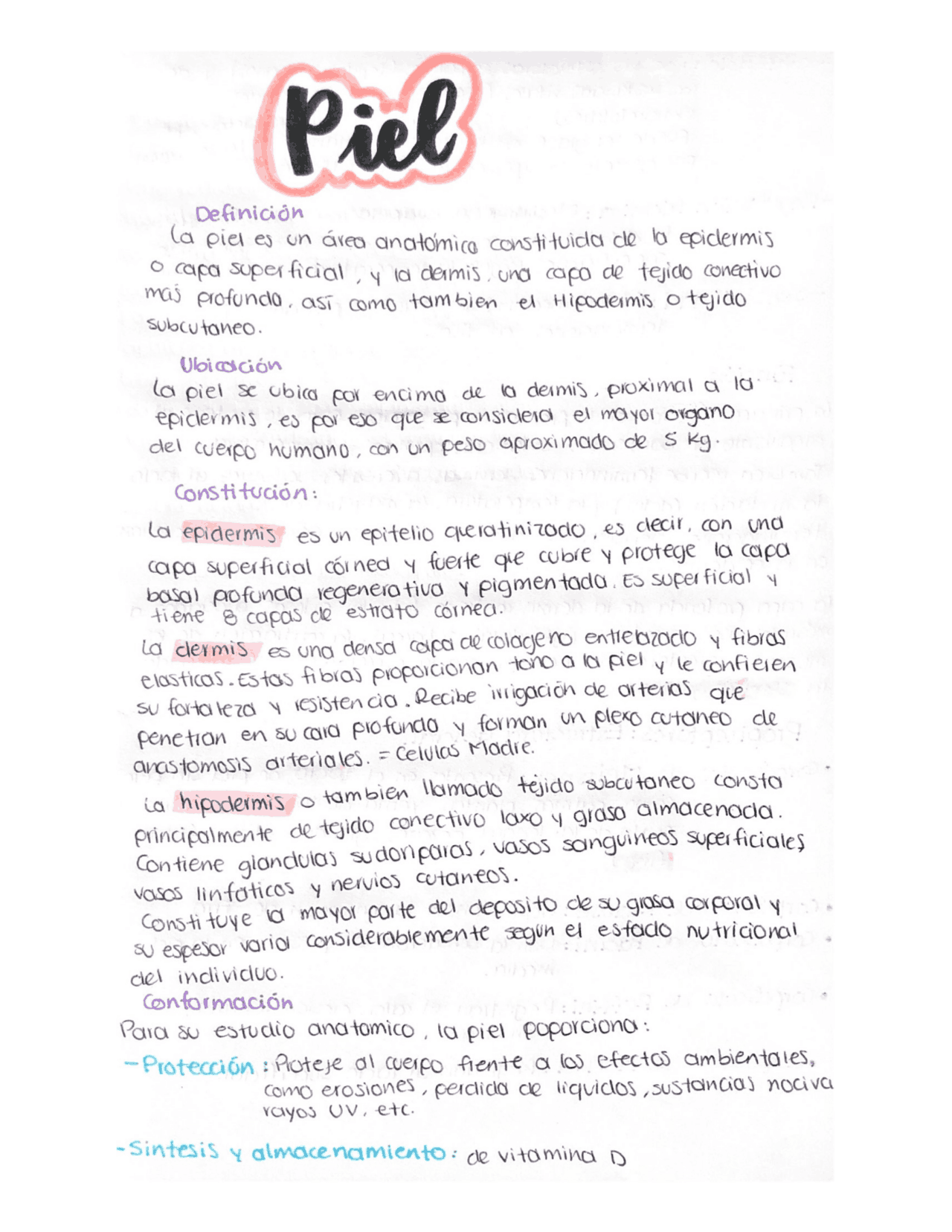Resúmenes De Anatomía Docsity