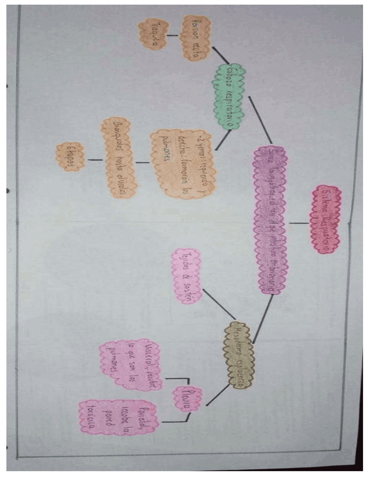 Sistema Respiratorio Docsity