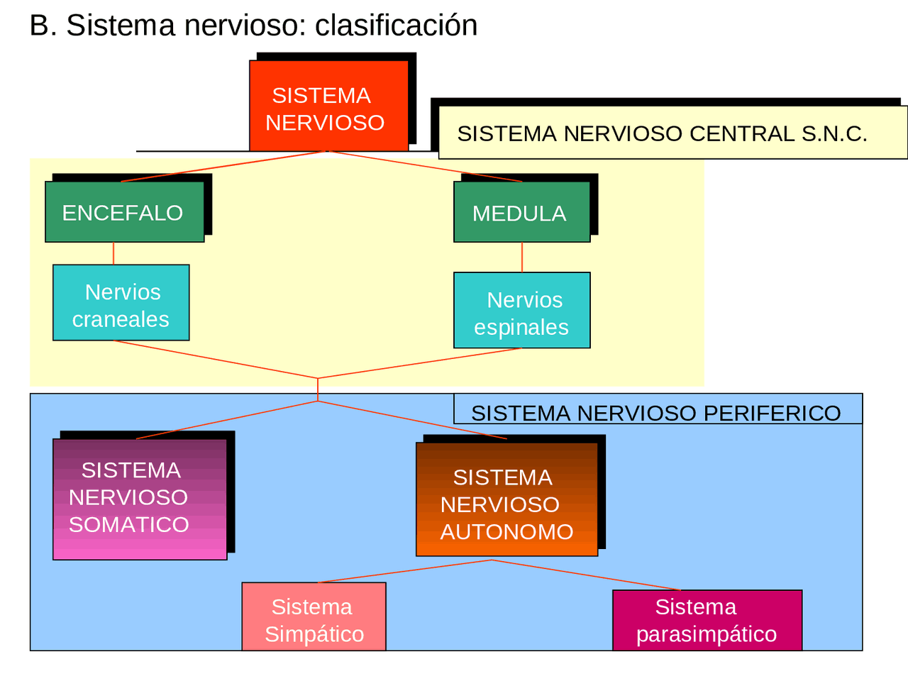 Sistema Nervioso Central Apuntes De Biología Docsity